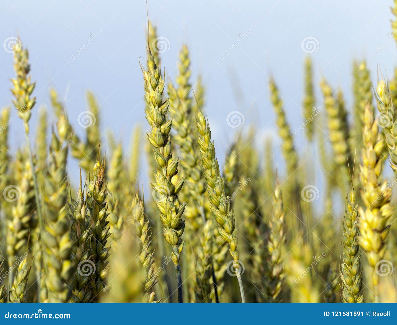 Het gebied van de tarwe stock afbeelding. Image of voedsel - 121681891