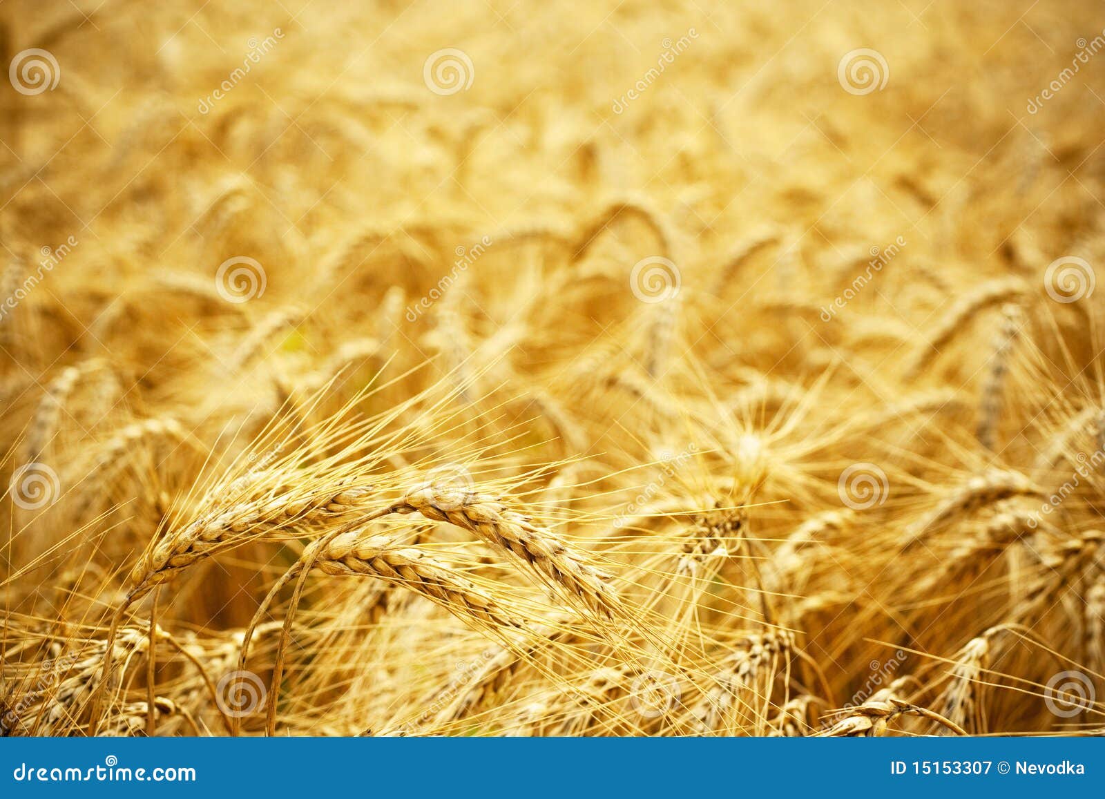 Het gebied van de tarwe stock afbeelding. Image of zomer - 15153307