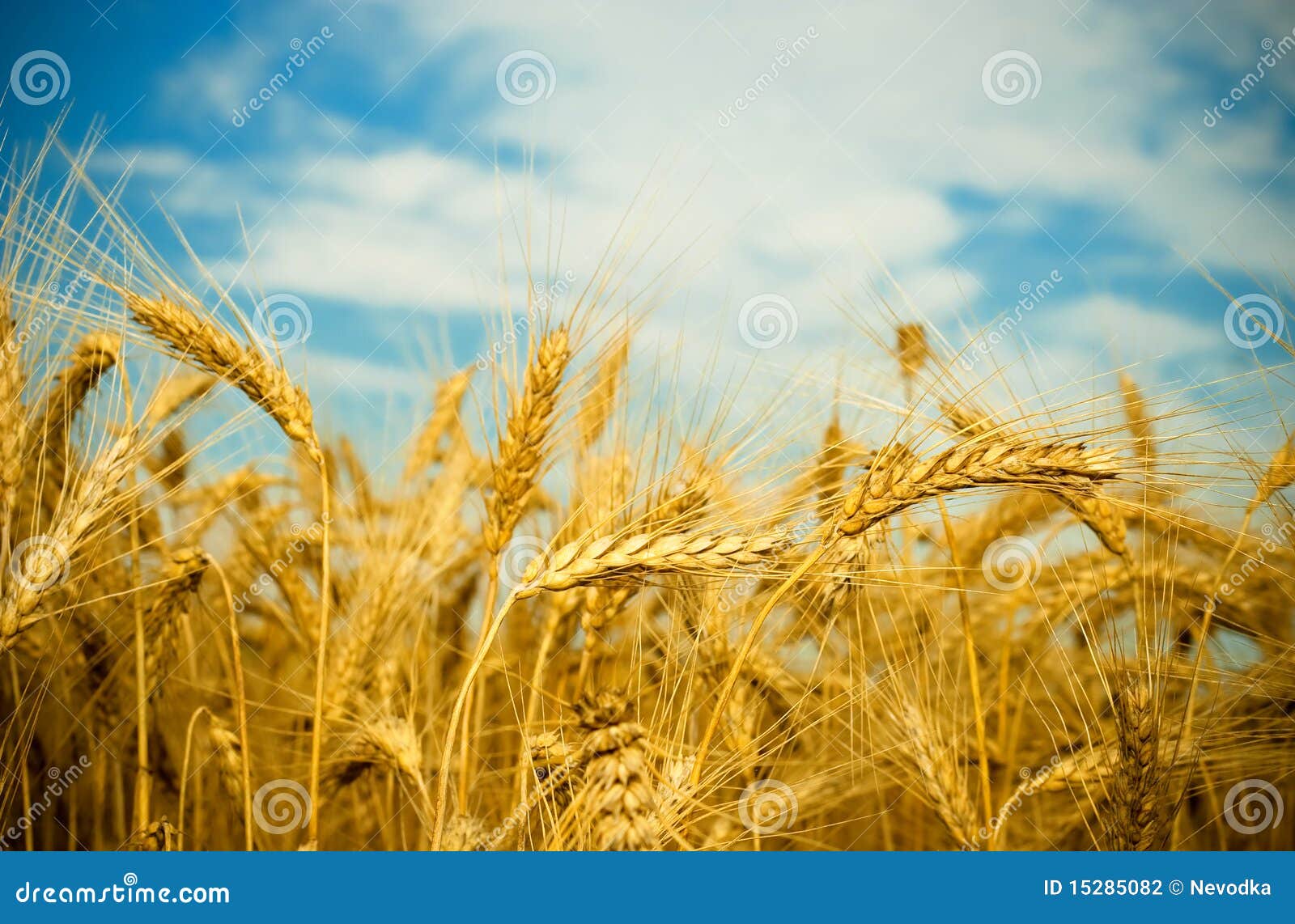 Het gebied van de tarwe stock foto. Image of gewas, gebied - 15285082