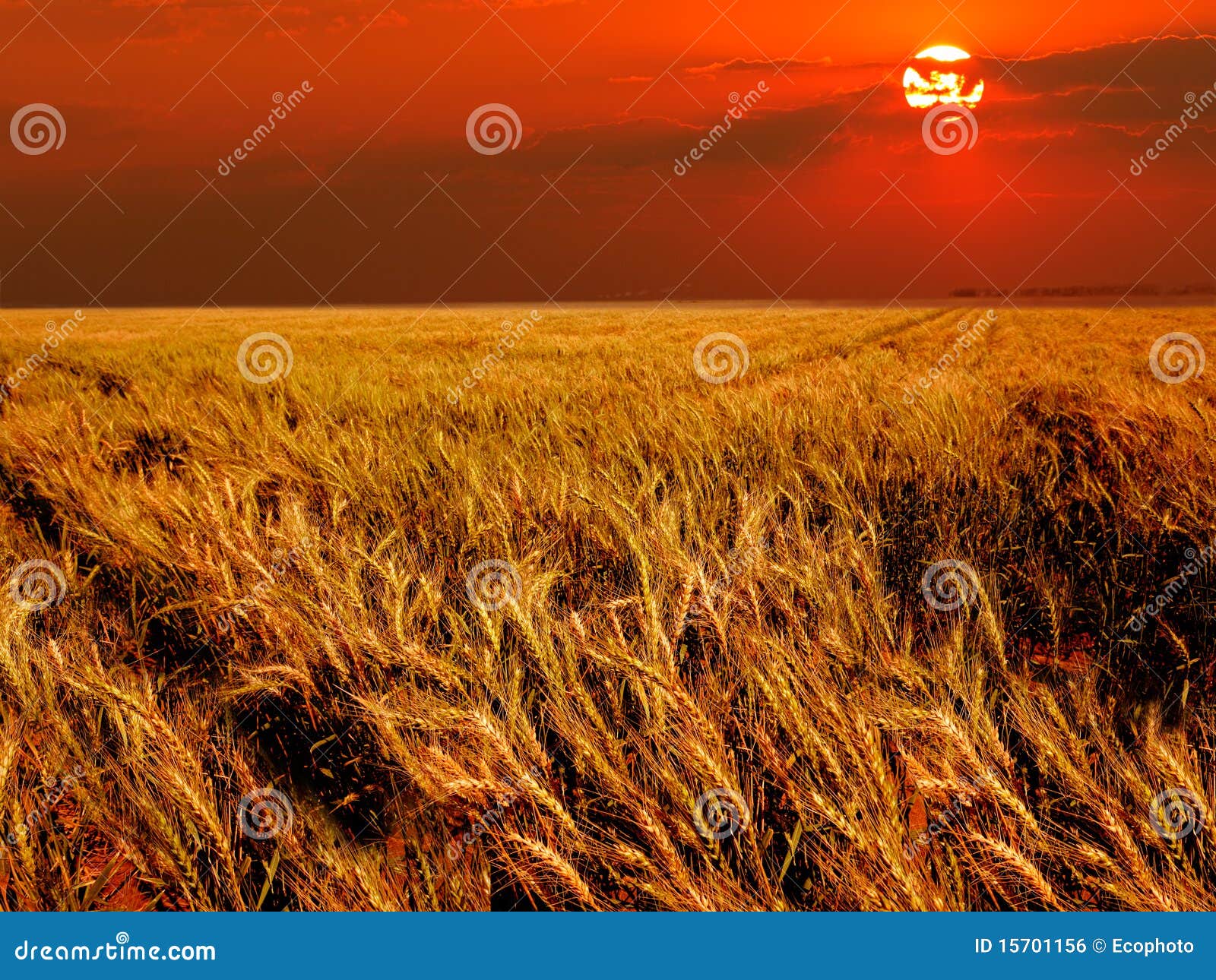 Het gebied van de tarwe stock foto. Image of graangewas - 15701156