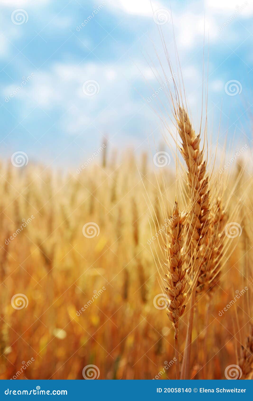 Het gebied van de tarwe stock foto. Image of hemel, blauw - 20058140
