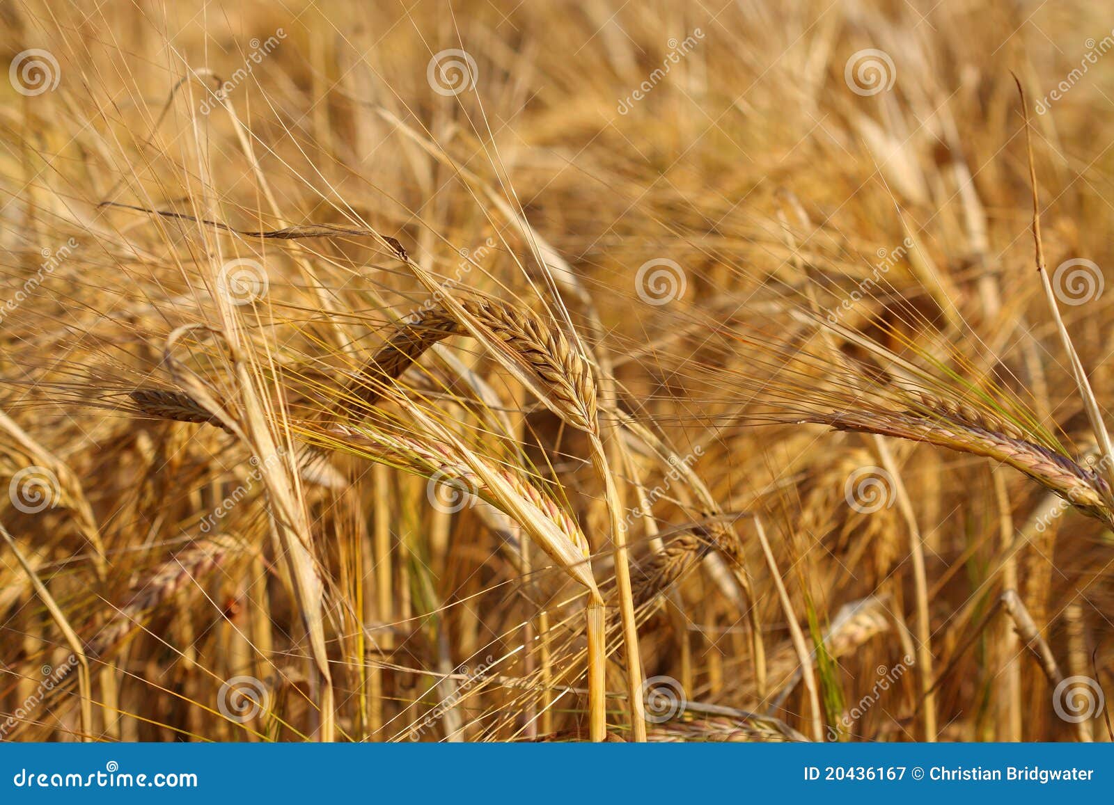 Het gebied van de tarwe stock afbeelding. Image of tarwe - 20436167