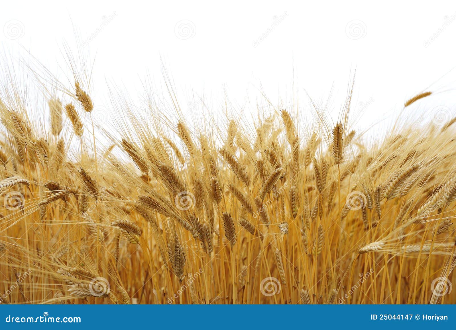 Het gebied van de tarwe stock afbeelding. Image of seizoen - 25044147