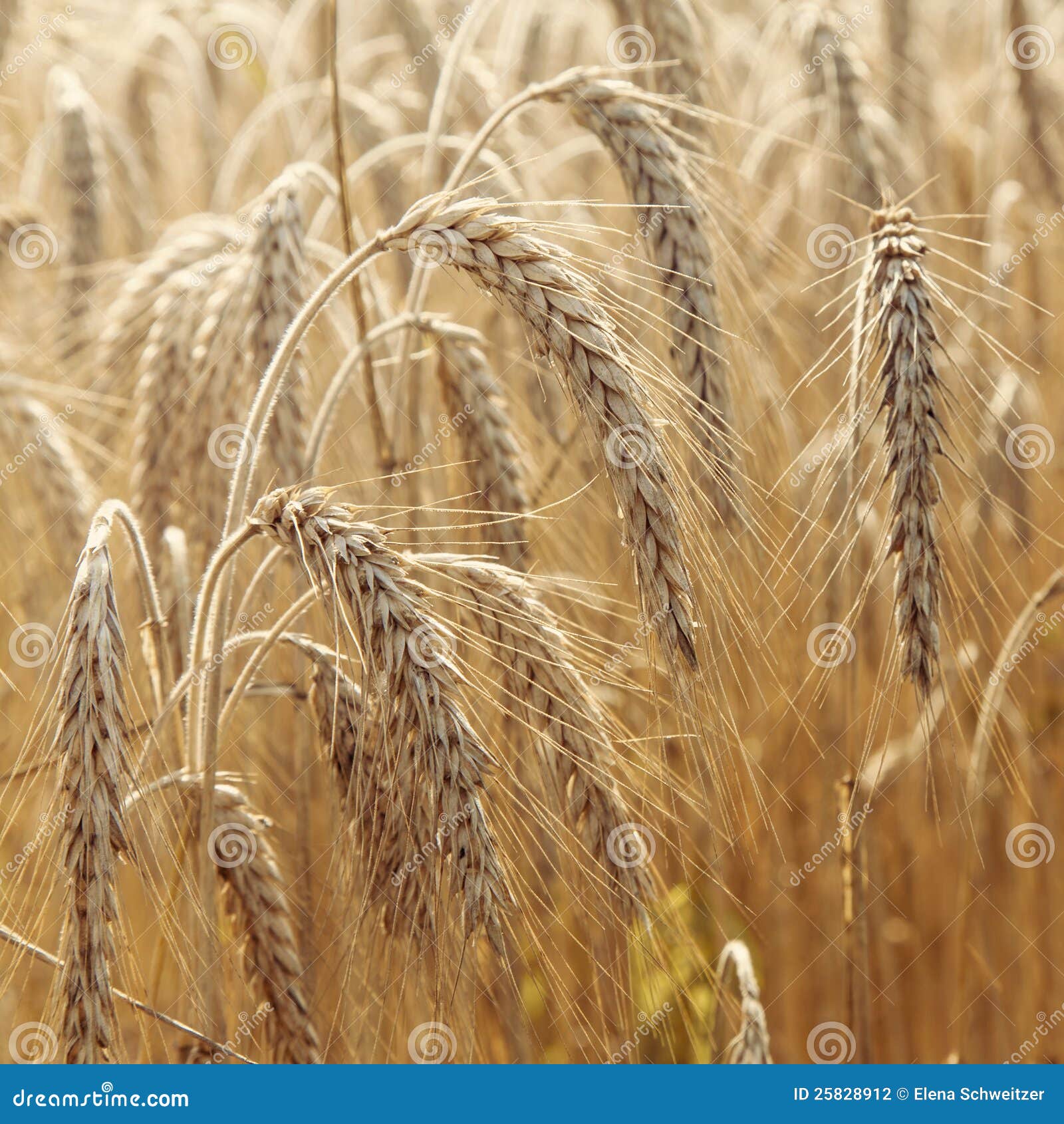 Het gebied van de tarwe stock foto. Image of gras, oogst - 25828912