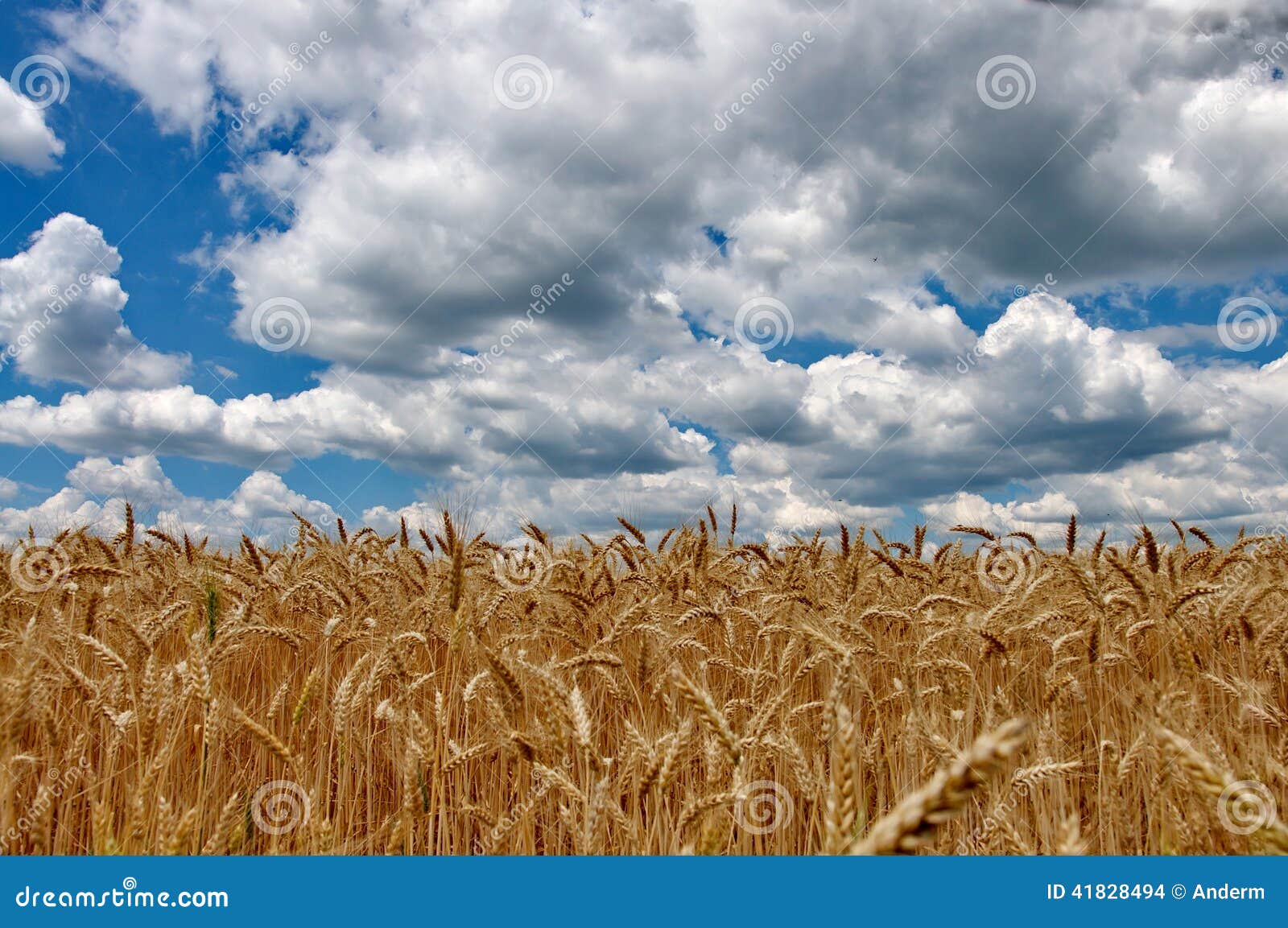 Het gebied van de tarwe stock foto. Image of land, landbouwbedrijf ...