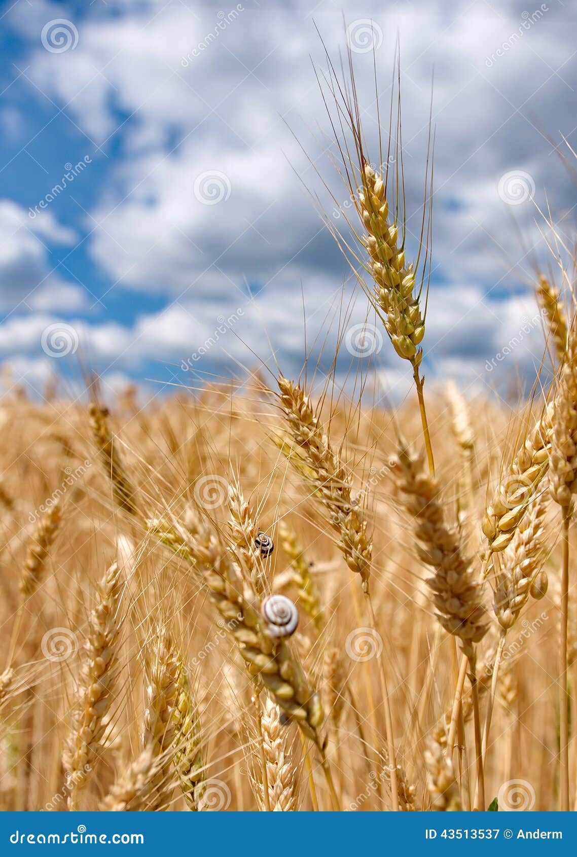 Het gebied van de tarwe stock afbeelding. Image of gewas - 43513537