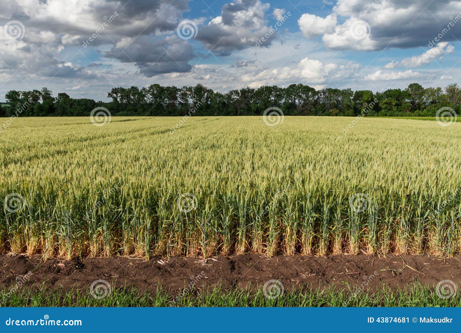 Het gebied van de tarwe stock afbeelding. Image of voedsel - 43874681