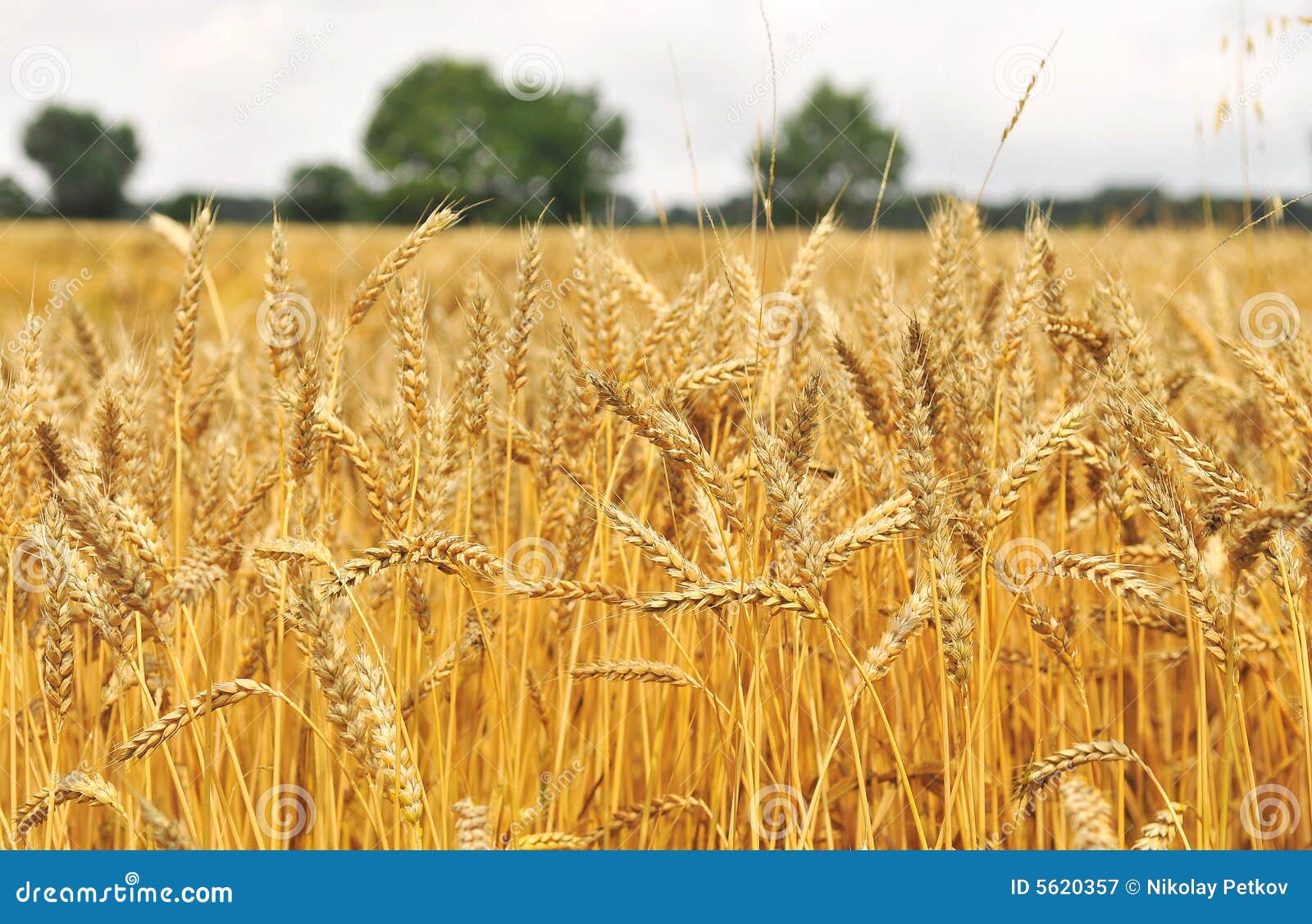 Het gebied van de tarwe stock afbeelding. Image of korrel - 5620357