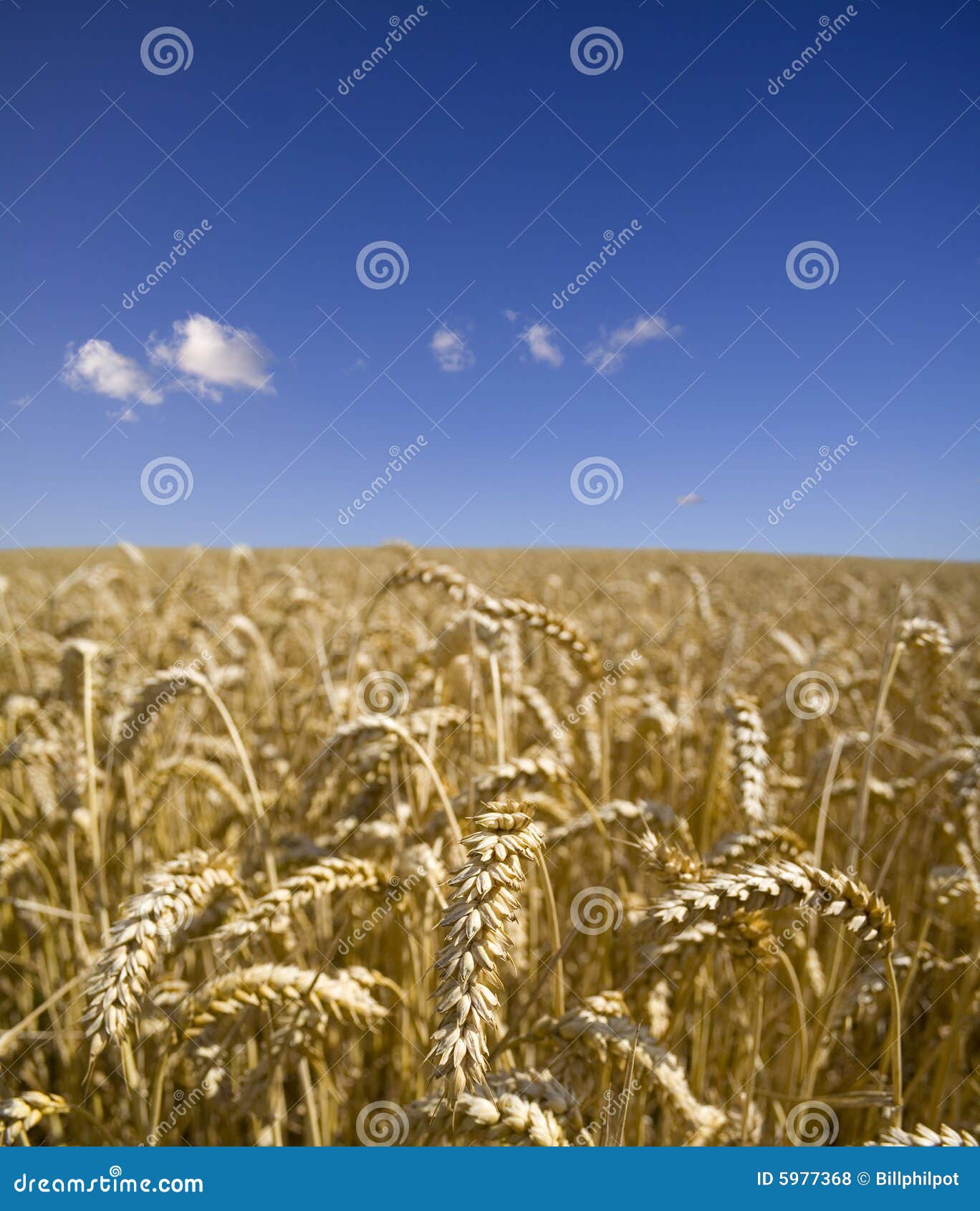 Het Gebied van de tarwe stock foto. Image of gewas, industrie - 5977368