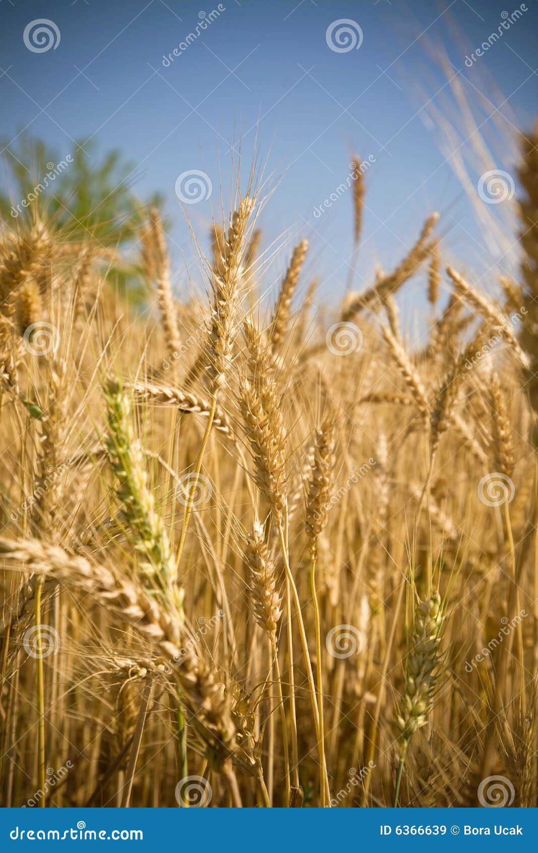 Het gebied van de tarwe stock afbeelding. Image of landelijk - 6366639