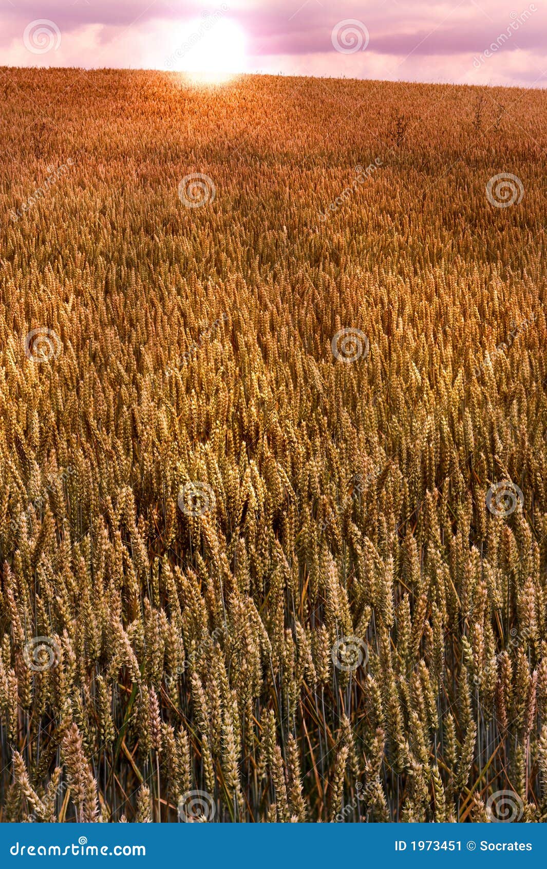 Het Gebied Van De Tarwe (achtergrond) Stock Afbeelding - Image of ...