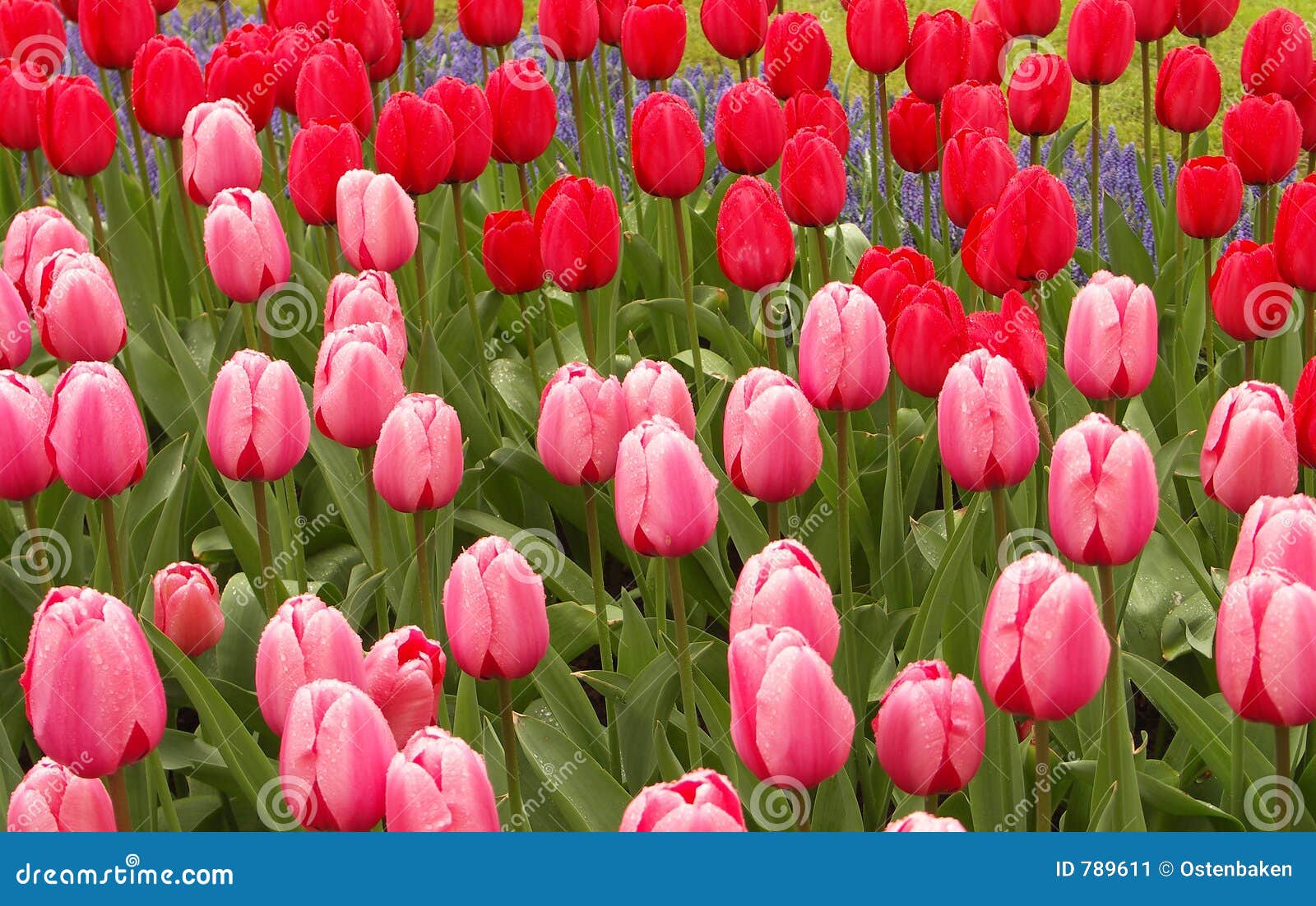 Het gebied van de tulp stock afbeelding. Image of lente - 789611