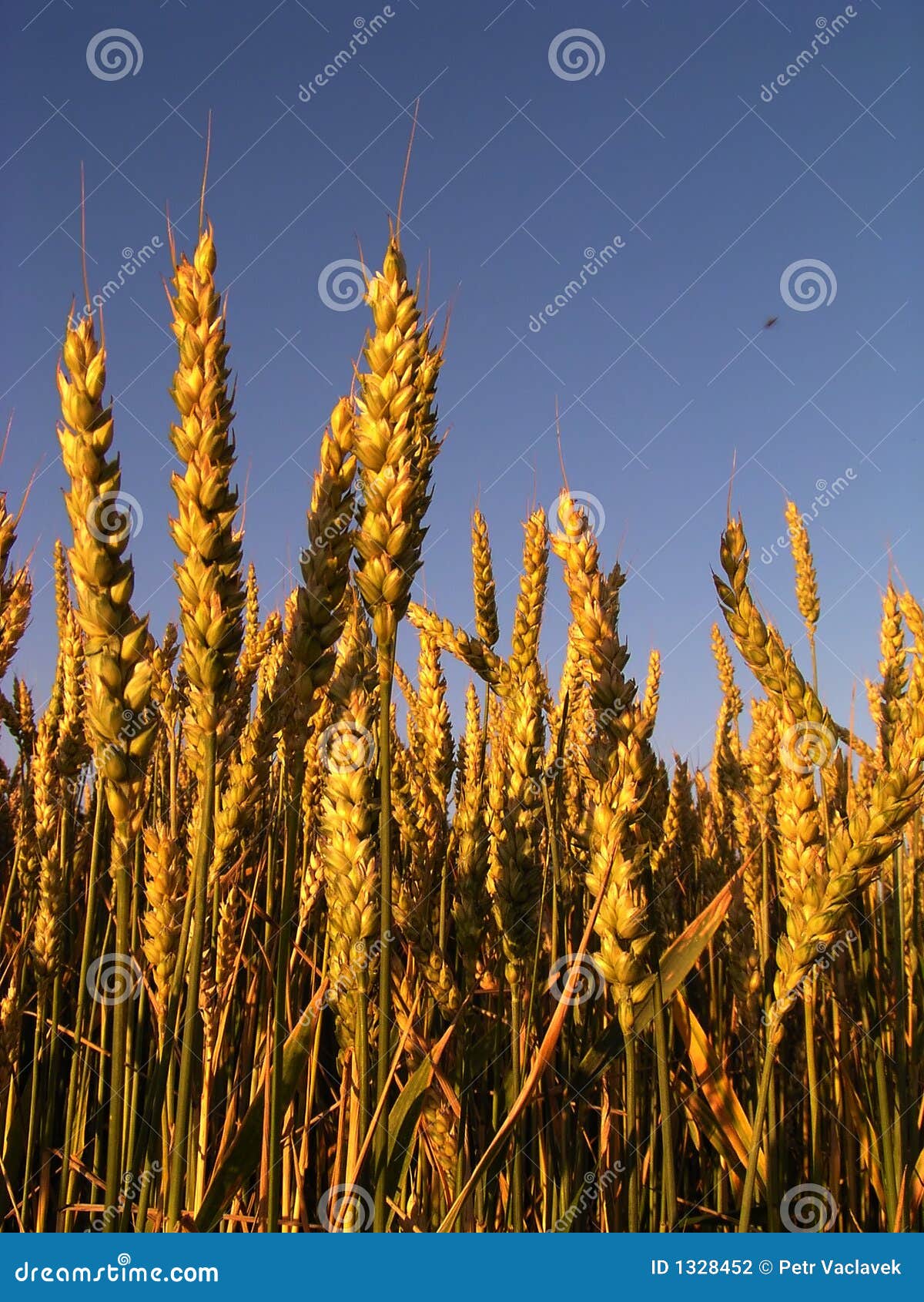 Het gebied van het graan stock foto. Image of opbrengst - 1328452