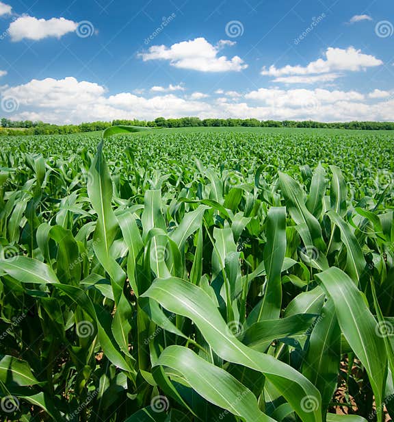 Het gebied van het graan stock foto. Image of gewassen - 13744618