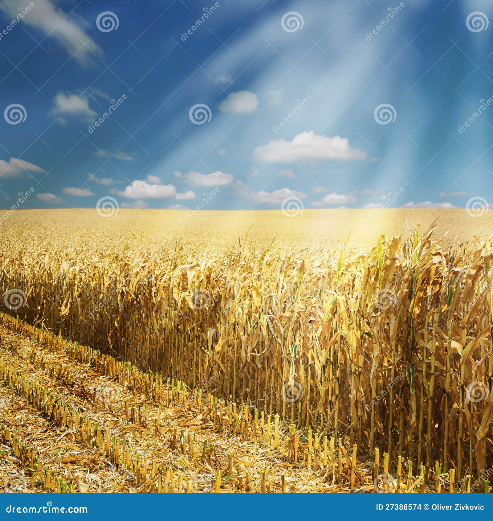 Het gebied van het graan stock foto. Image of oogst, land - 27388574