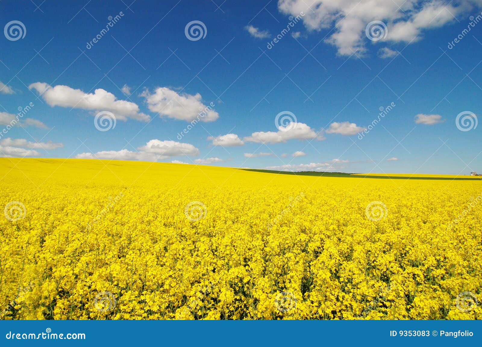 Het Gebied Van Het Koolzaad Stock Afbeelding - Image of vlotter ...