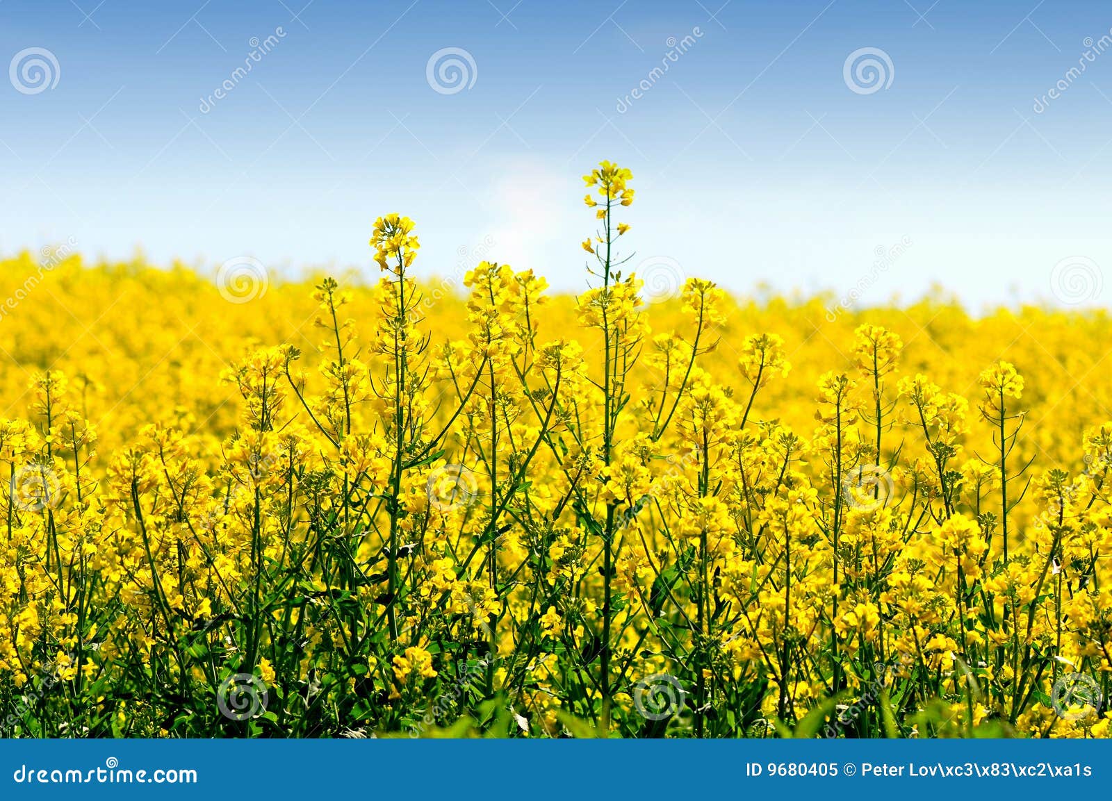 Het Gebied Van Het Koolzaad Stock Afbeelding - Image of nave ...