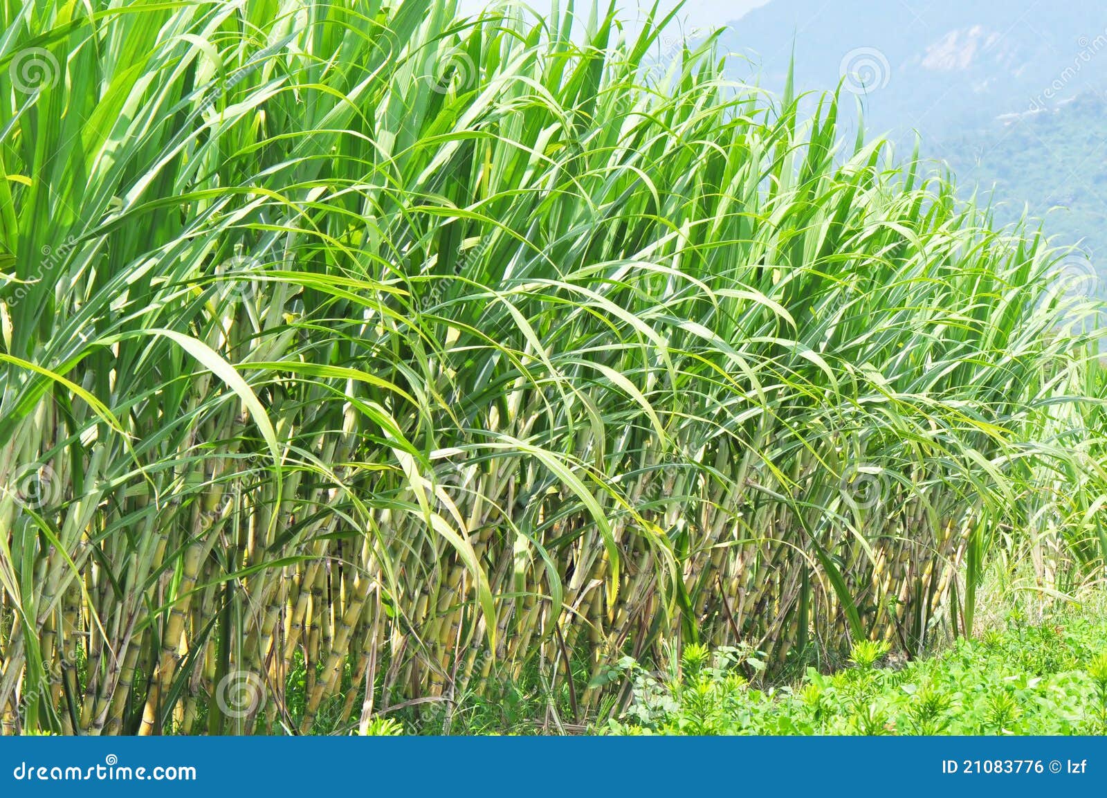 Het Gebied Van Het Suikerriet Stock Foto - Image of riet, plantkunde ...