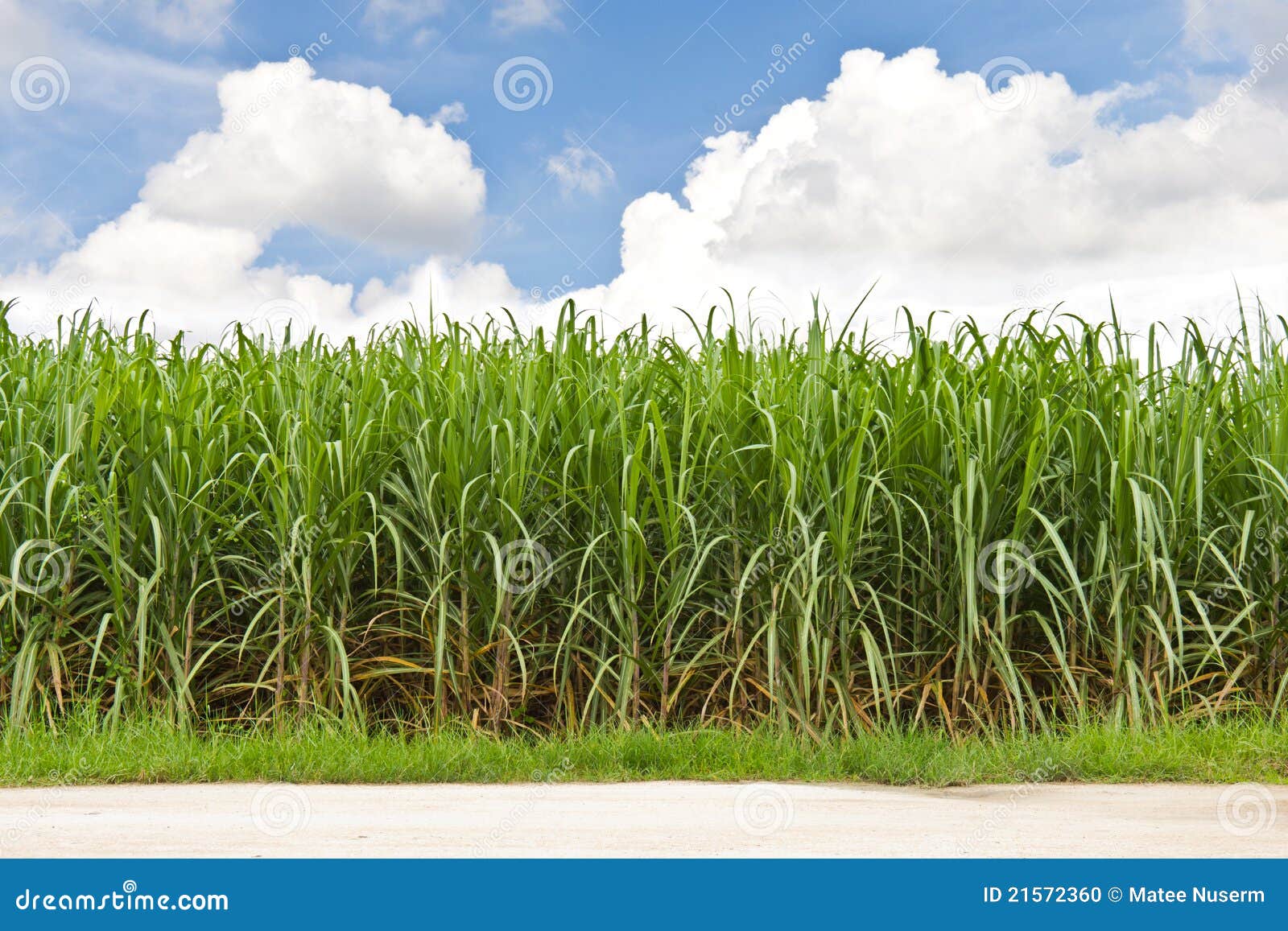 Het Gebied Van Het Suikerriet En Bewolkte Hemel Stock Foto - Image of ...