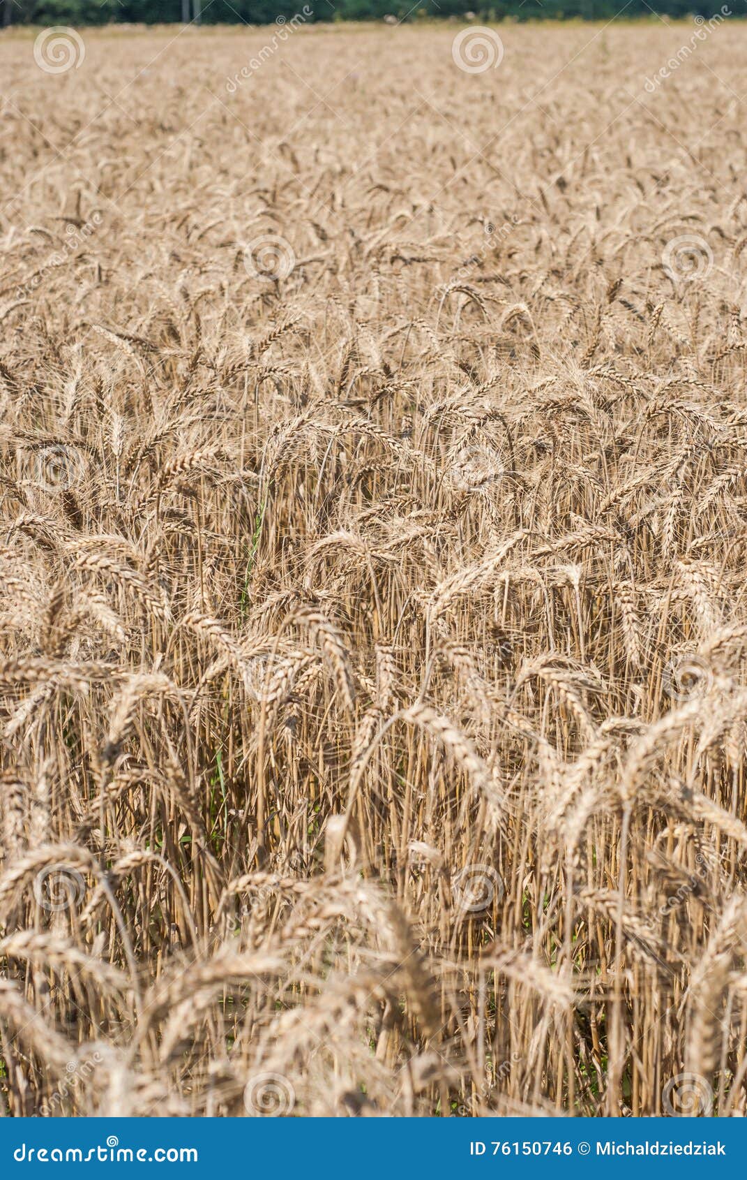 Het Gebiedsachtergrond Van De Tarwe Stock Foto - Image of landschap ...