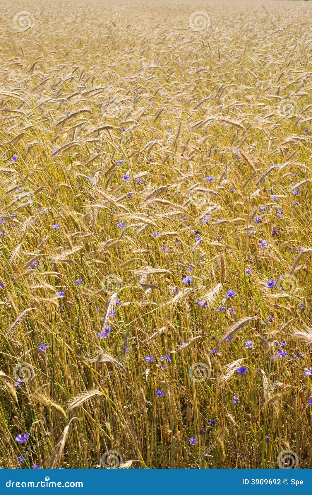 Het Gebiedsachtergrond Van Het Graan Stock Foto - Image of kleur ...