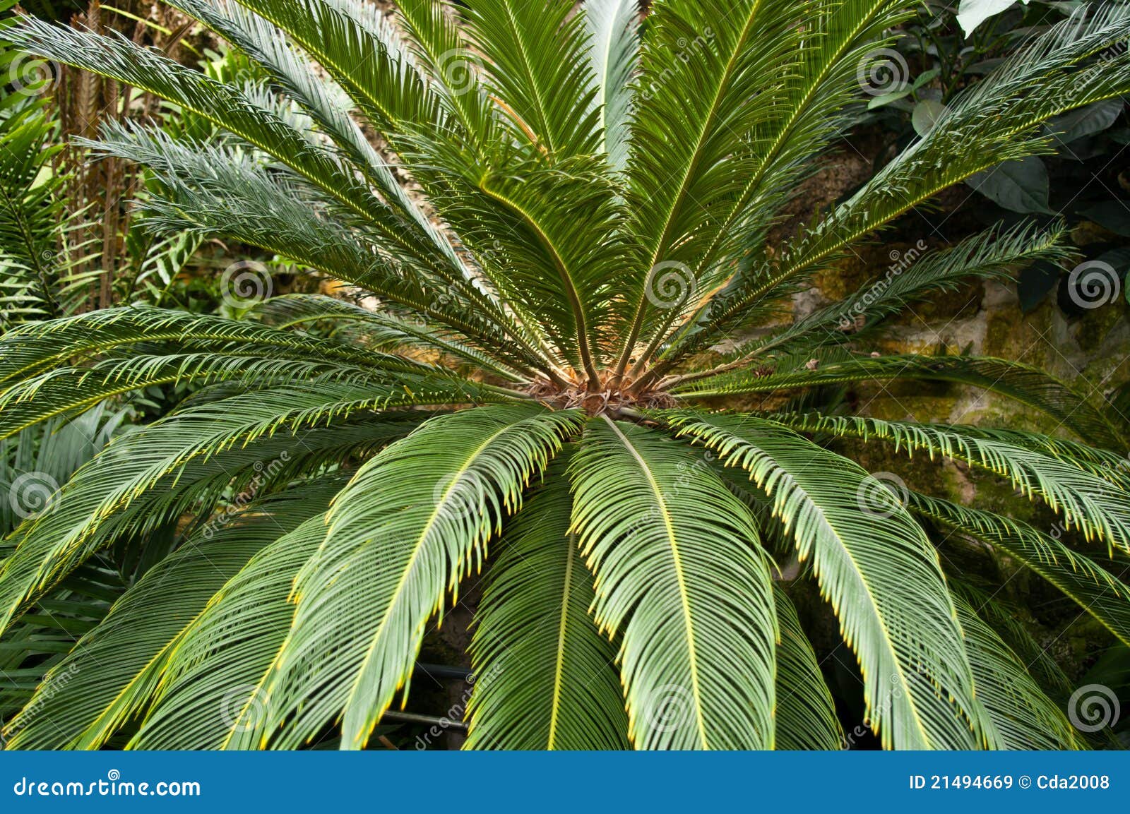 Het gebladerte van Cycad stock afbeelding. Image of warm - 21494669