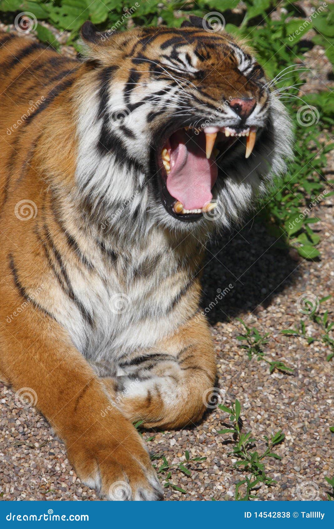 Het Gebrul van de tijger stock foto. Image of buiten - 14542838