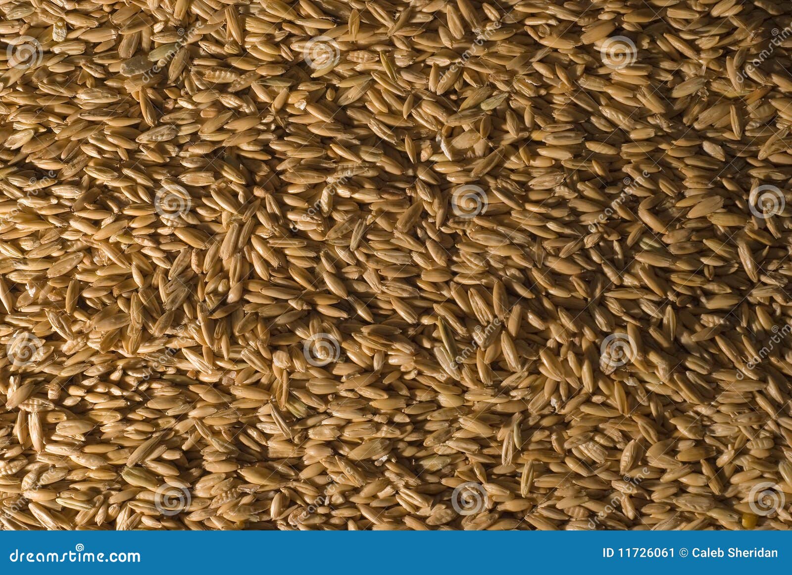 Het Gehele Voer Van Het Paard Van De Haver Stock Afbeelding - Image of ...