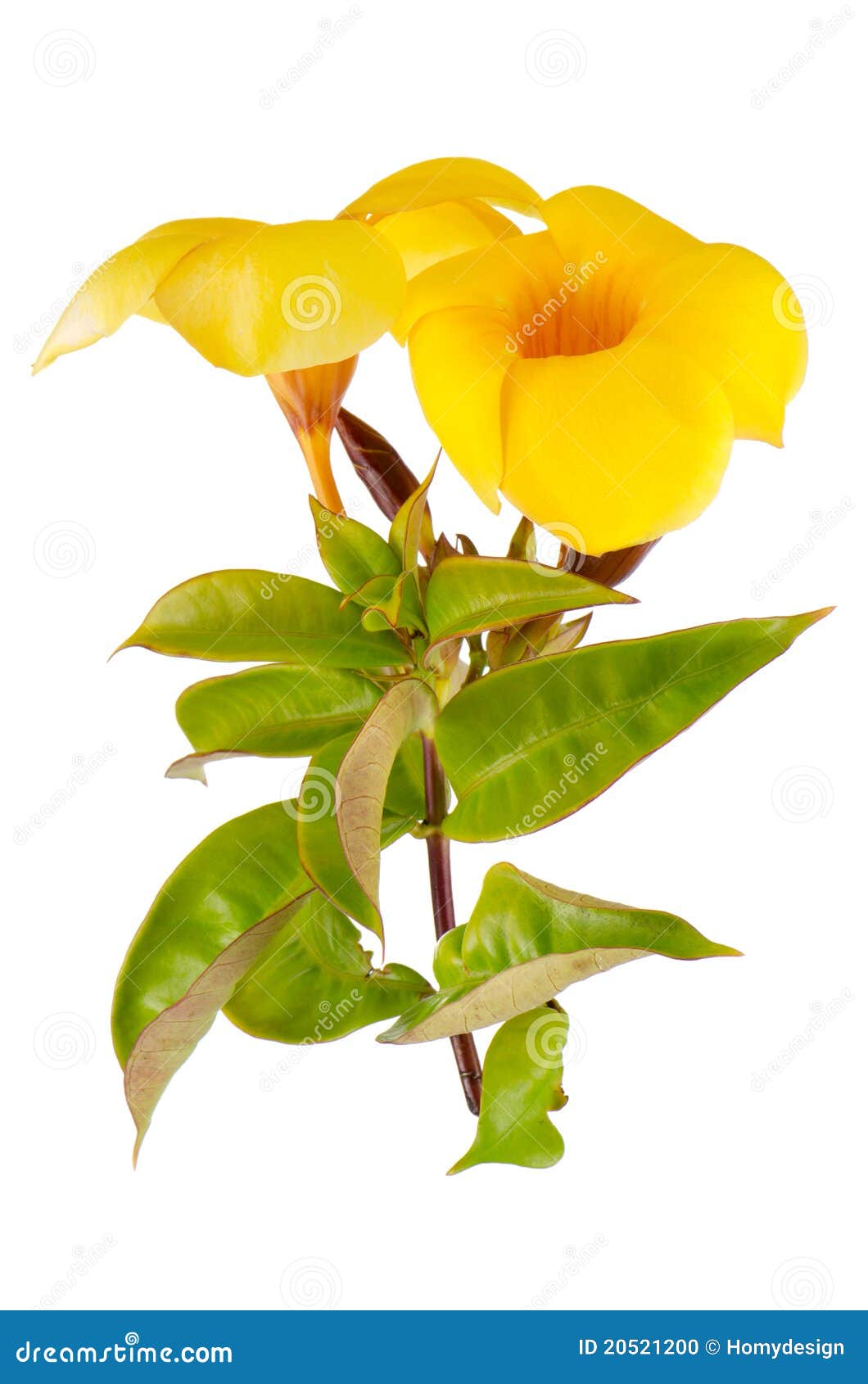 Het Gele Bloeien Mandevilla Stock Foto - Image of bloem, bloemblaadjes ...