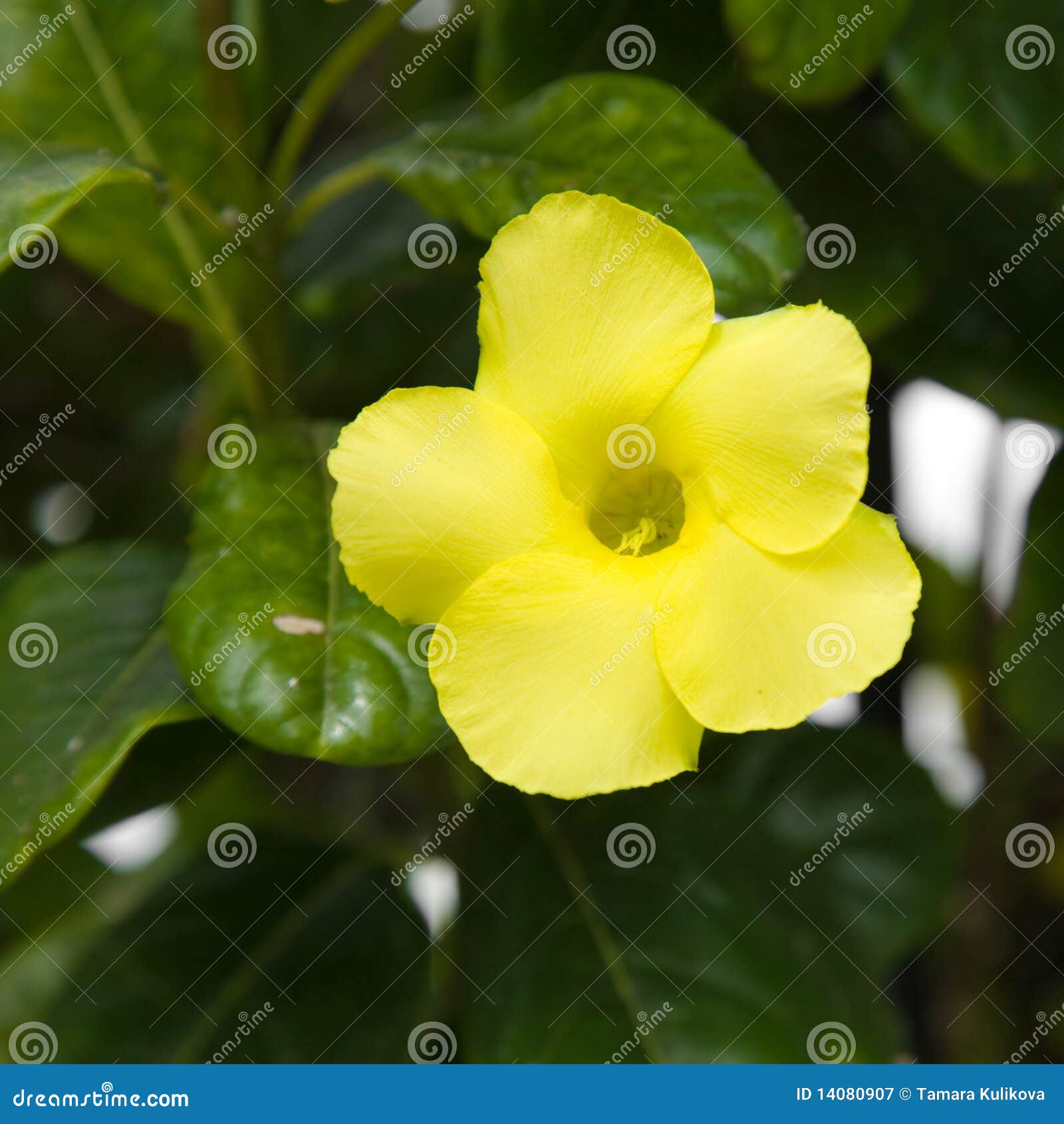 Het Gele Bloeien Mandevilla (Dipladenia) Stock Afbeelding - Image of ...