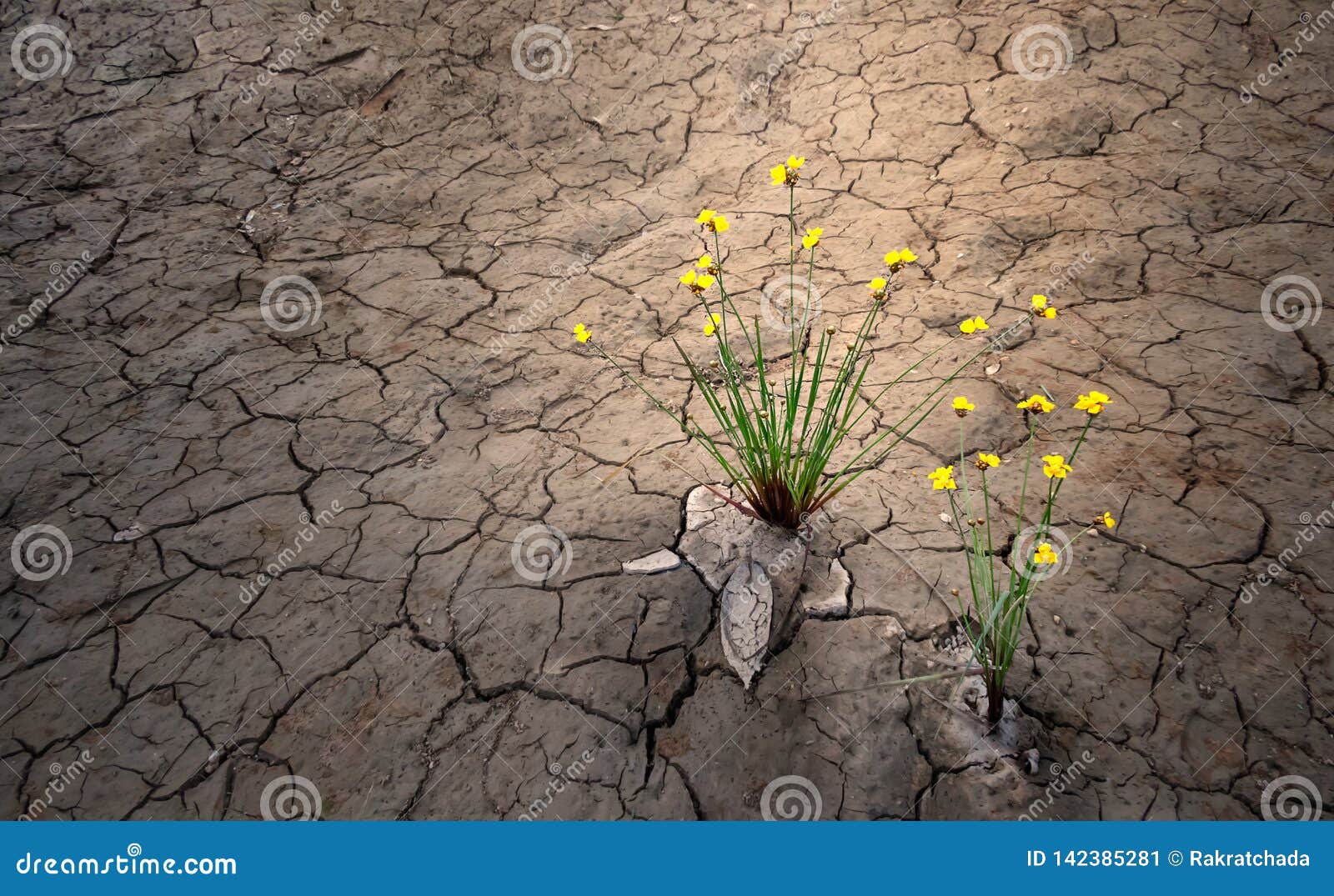 Het Gele Bloem Groeien Op Droge Gebarsten Grond Stock Afbeelding ... Het Gele Bloem Groeien Op Droge Gebarsten Grond Stock Afbeelding ...