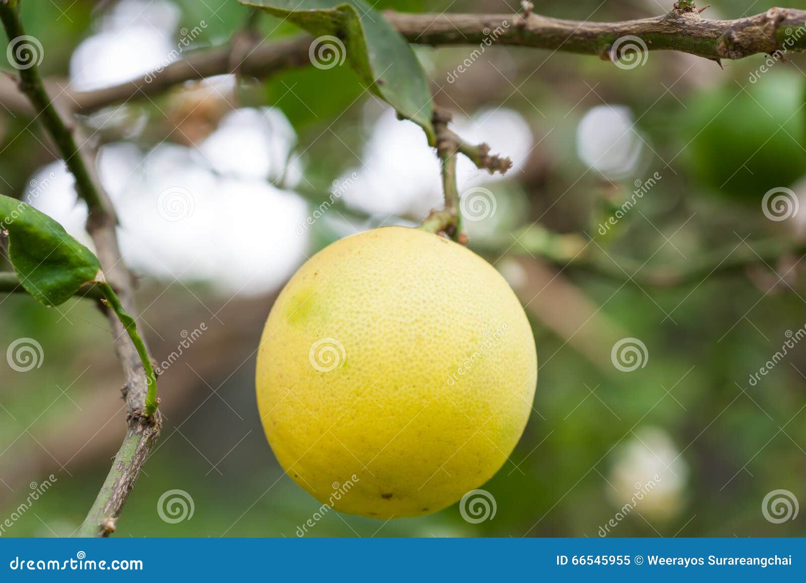 Het Gele Citroen Hangen Op De Boom Stock Afbeelding - Image of volledig ...