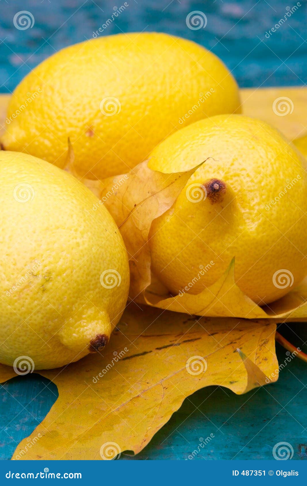Het gele citroen nog-leven stock afbeelding. Image of takken - 487351
