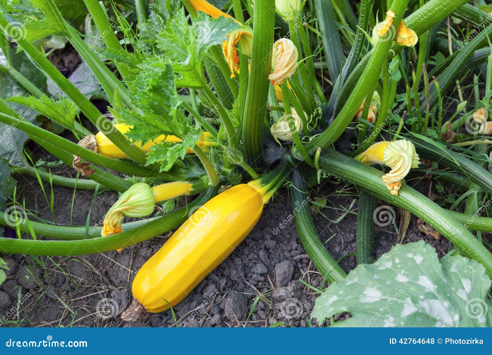 Het gele courgette groeien stock foto. Image of decoratief - 42764648