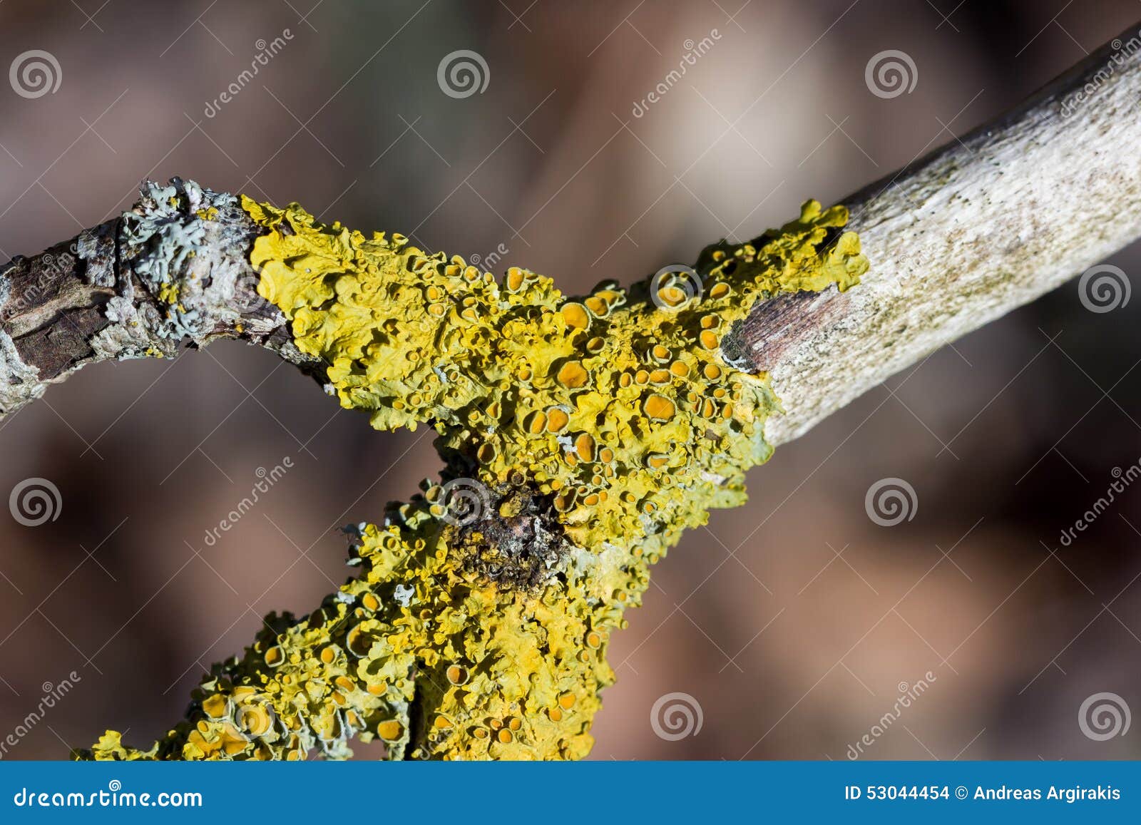 Het Gele Korstmos Groeien Op Een Boomtak Stock Foto - Image of ...