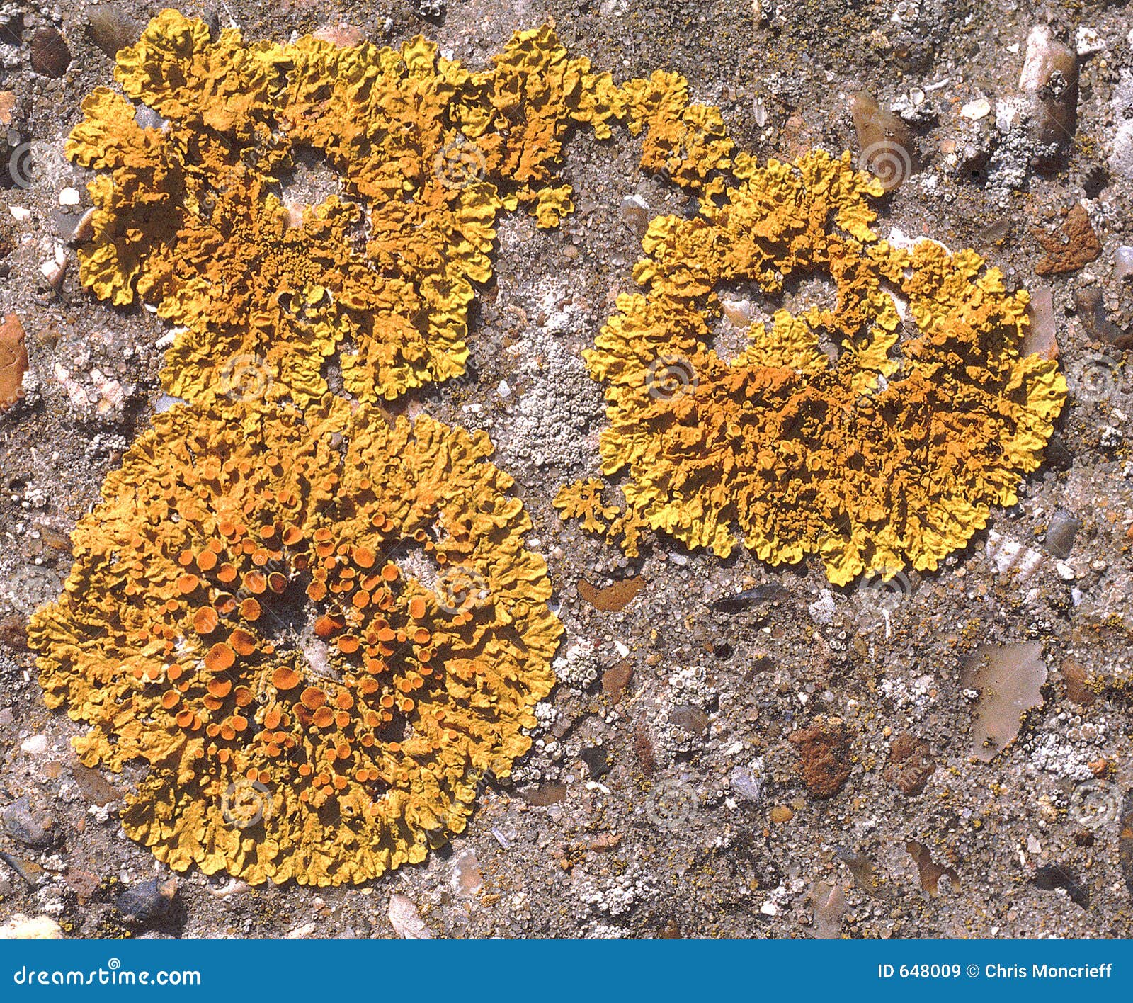 Het Gele Korstmos Van De Schaal Stock Afbeelding - Image of schaal ...