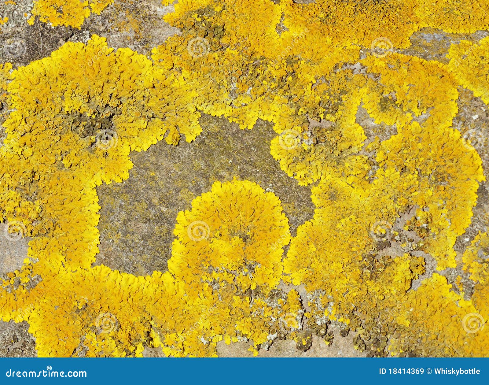 Het Gele Korstmos Van Schalen Stock Afbeelding - Image of brits ...