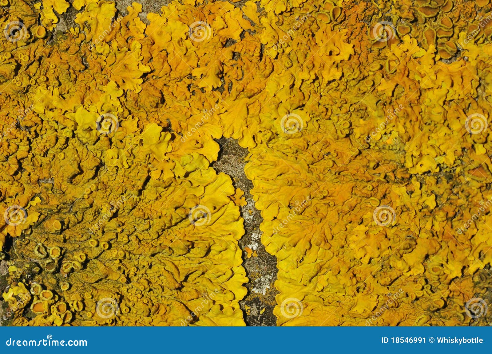 Het Gele Korstmos Van Schalen Stock Afbeelding - Image of landschap ...