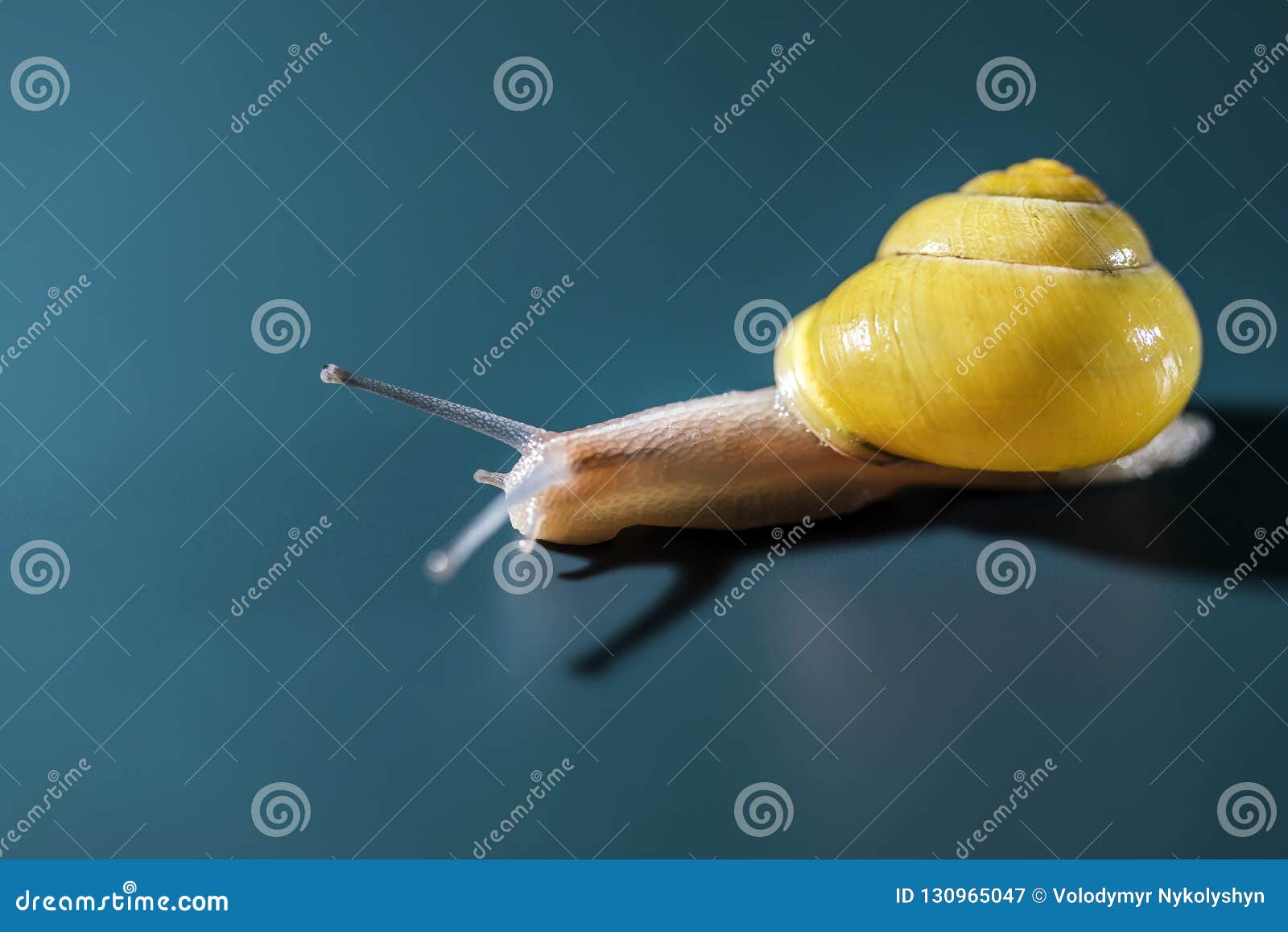 Het Gele Slak Macroschot stock afbeelding. Image of voorwerp - 130965047