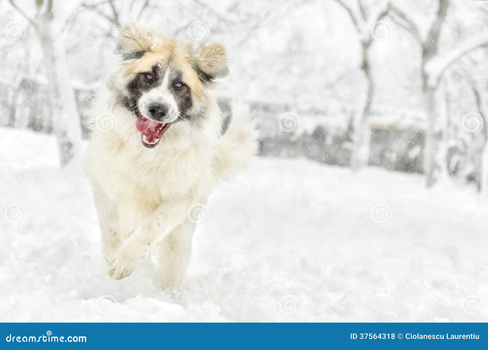 Het gelukkige hond lopen stock foto. Image of groot, binnenlands - 37564318