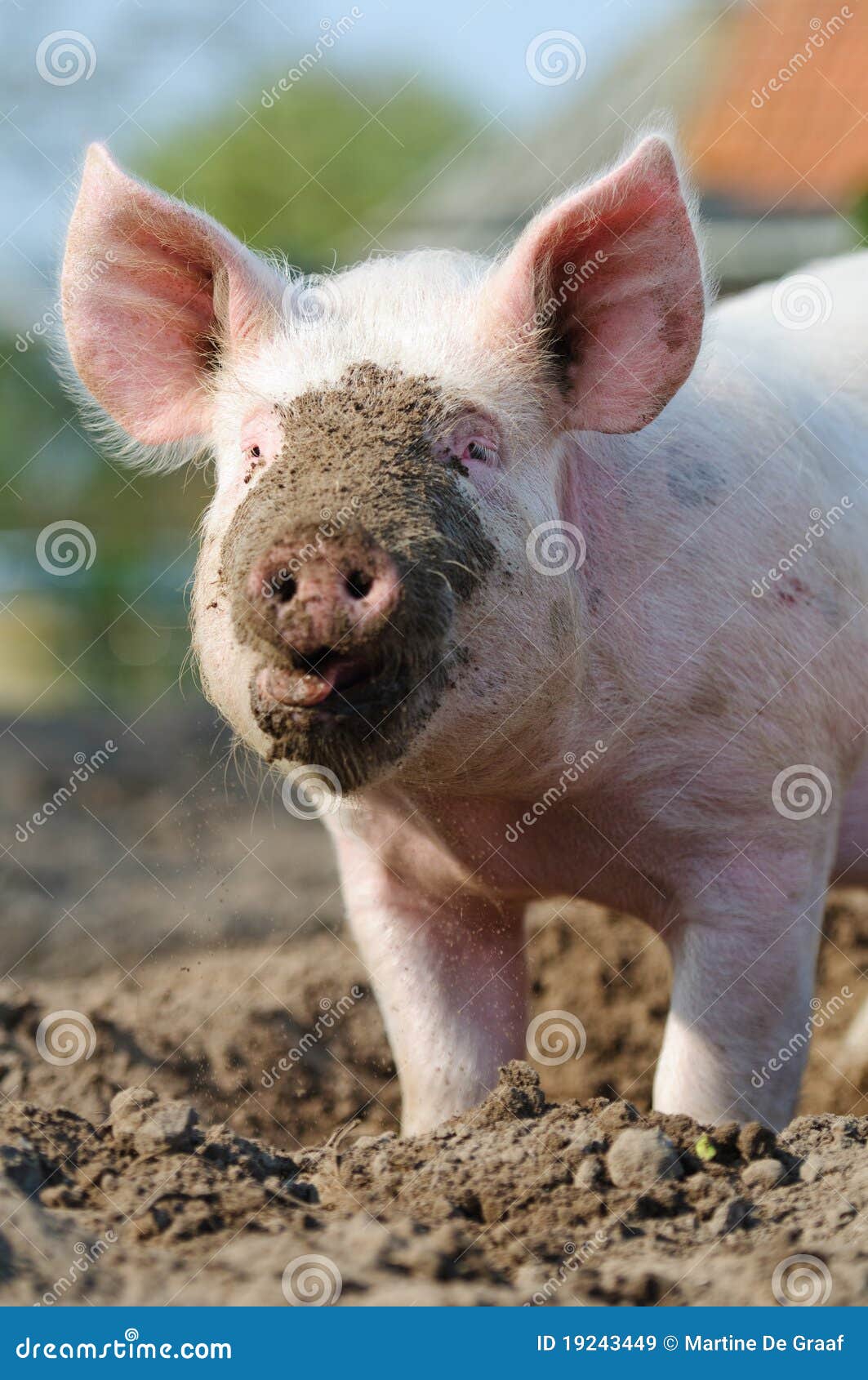 Het Gelukkige Portret Van Het Varken Stock Afbeelding - Image of ...