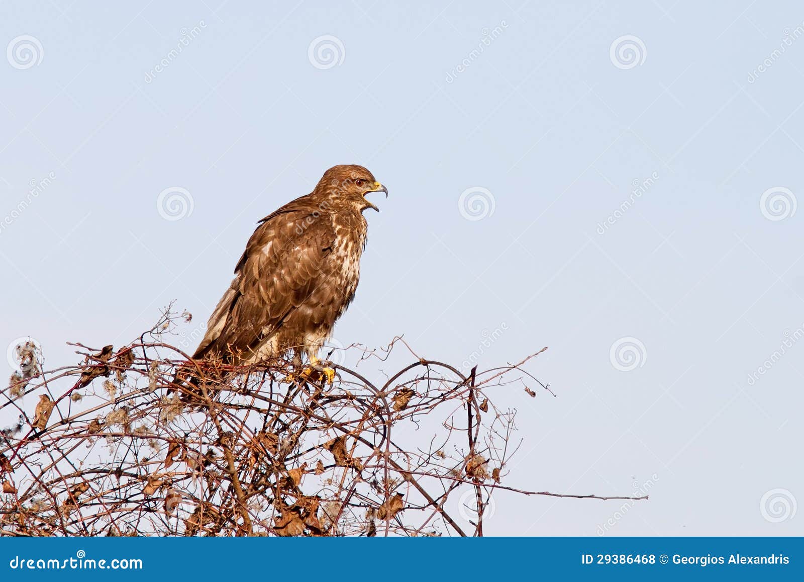 Het Gemeenschappelijke Roepen Van De Buizerd Stock Foto - Image of veer ...