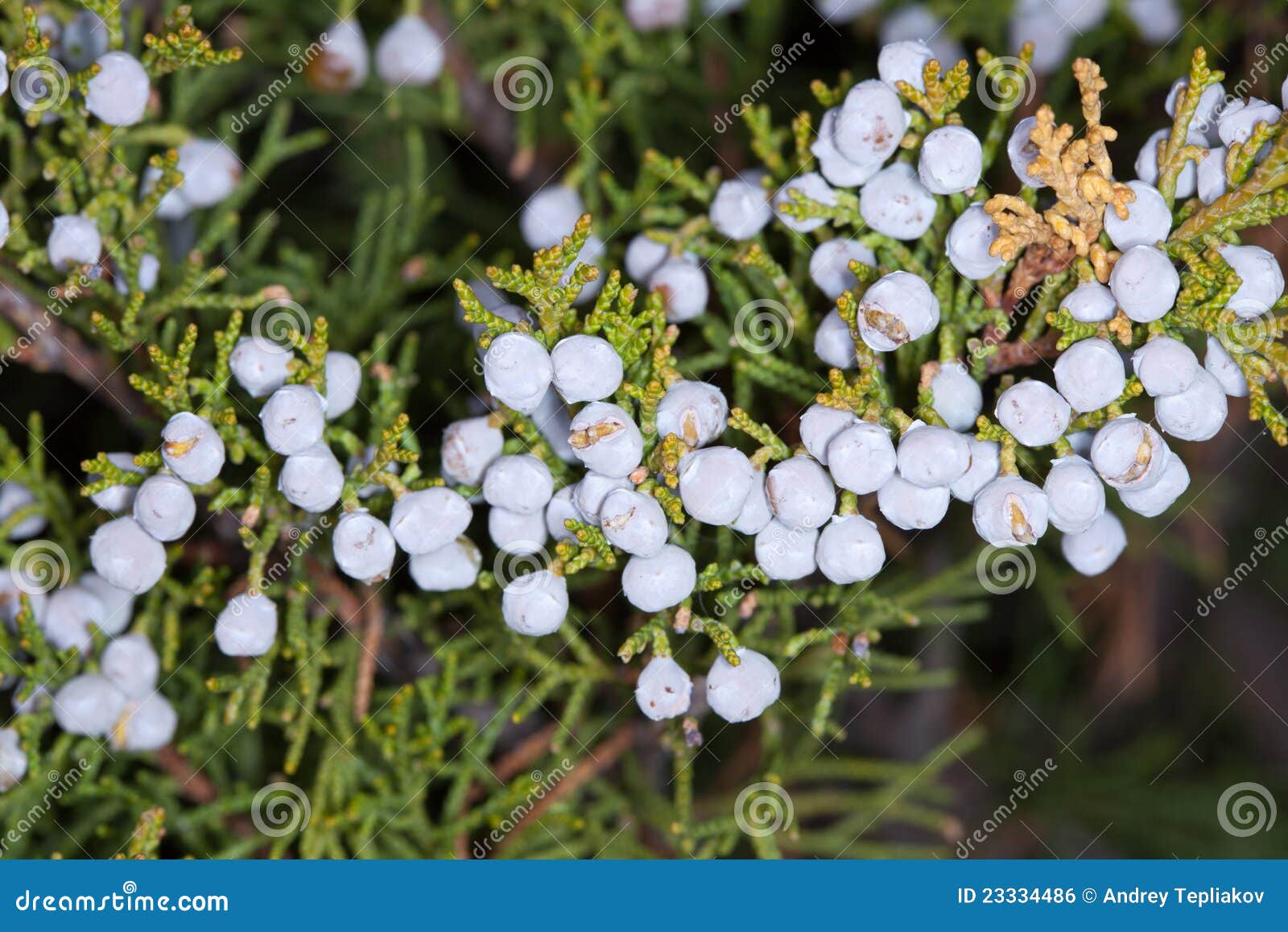 Het Gerijpte Fruit Van Jeneverbes Stock Foto - Image of jeneverbes ...