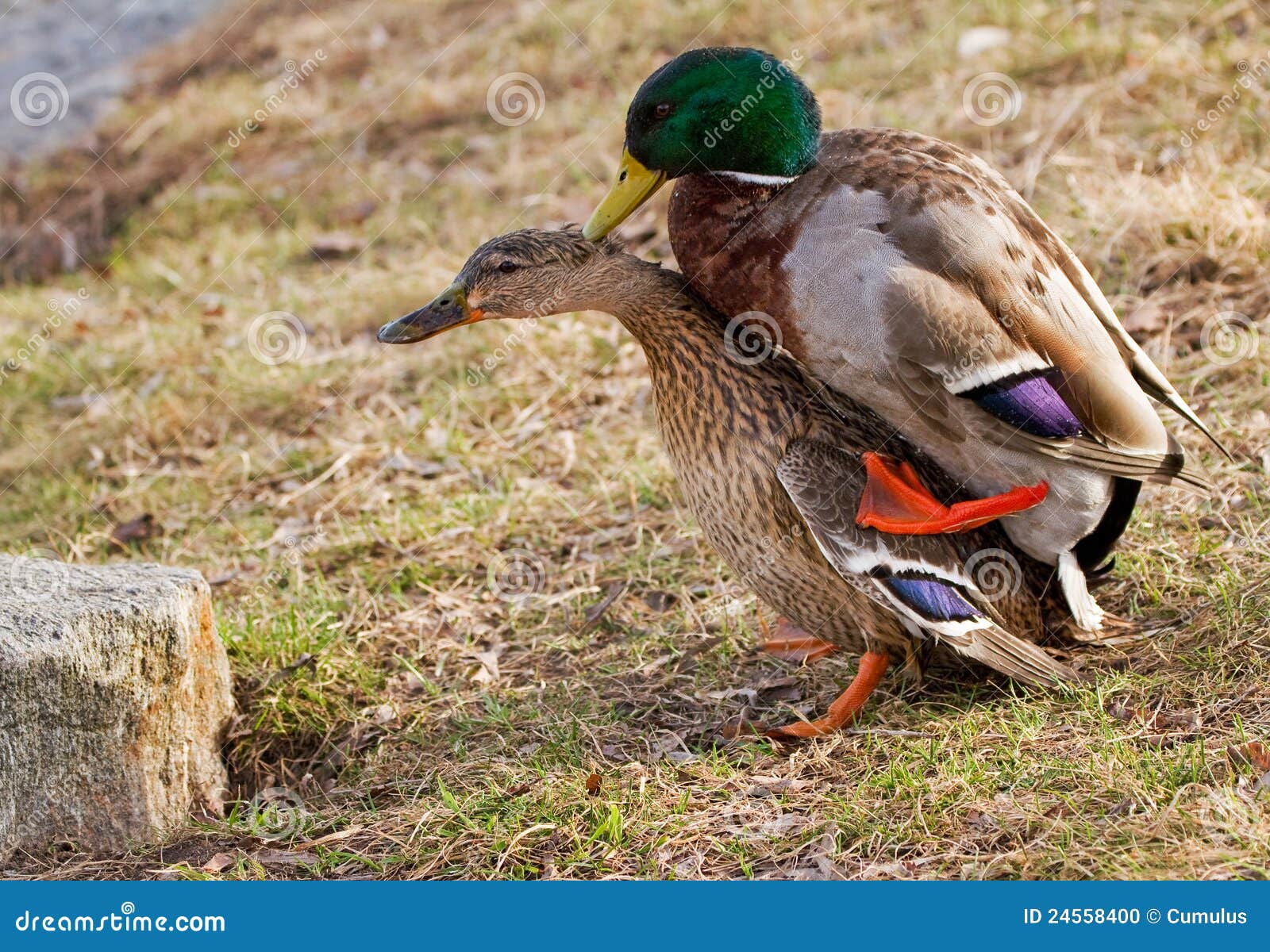 Het geslacht van de eend. stock foto. Image of copuleren - 24558400