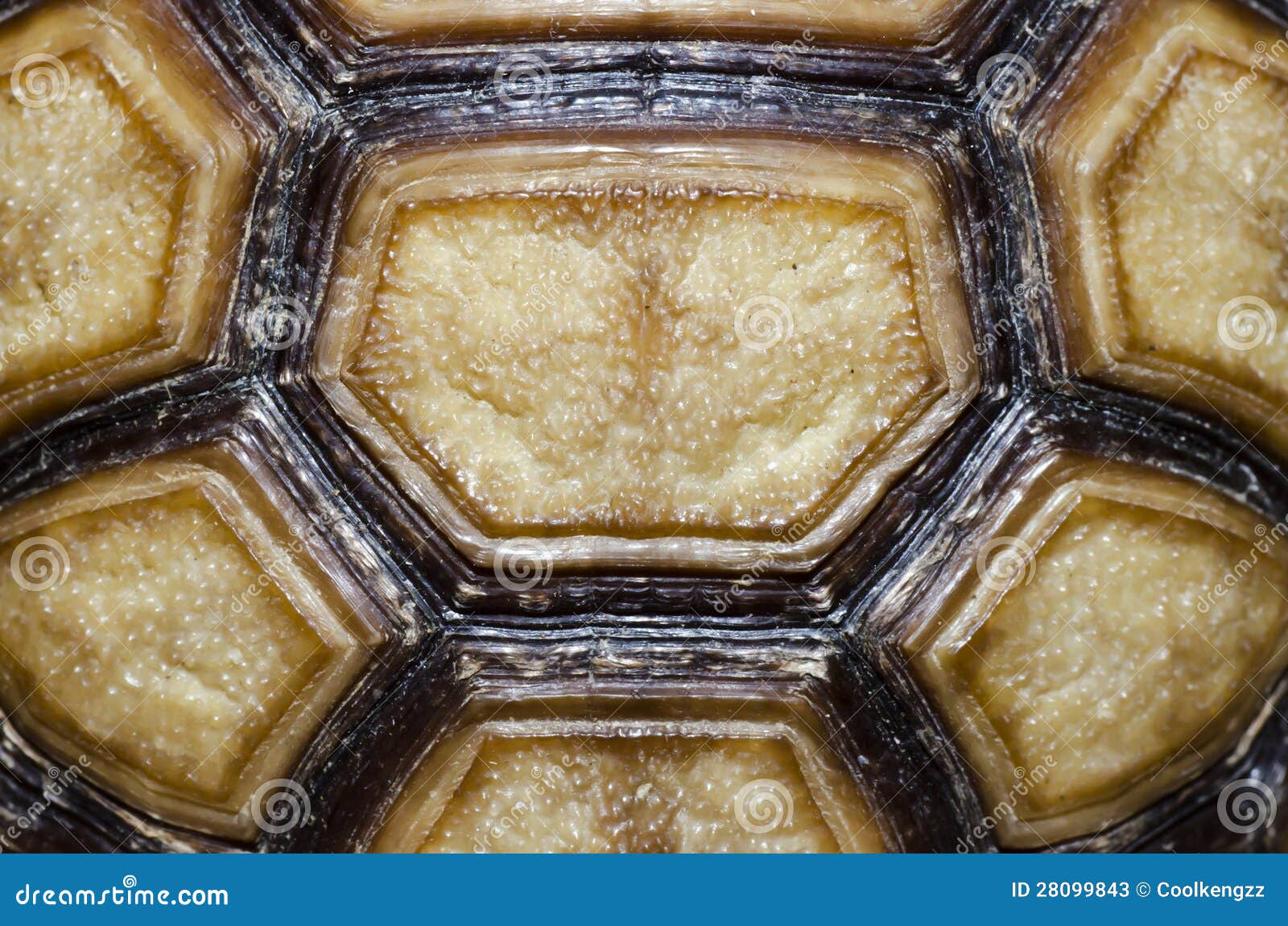 Het Gesloten Omhoog Beeld Van De Schildpad Schild. Stock Afbeelding ...