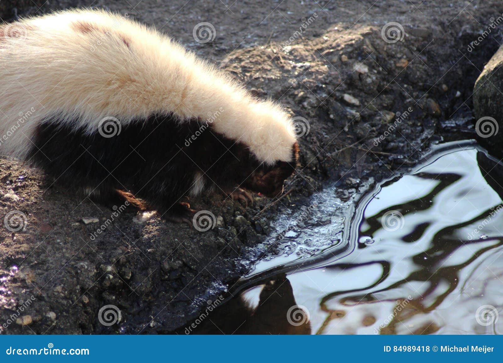 Het Gestreepte Stinkdier Drinken Stock Foto - Image of stinkdieren ...