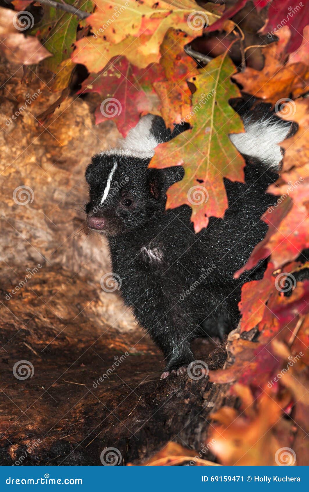 Het Gestreepte Stinkdier (Mephitis-mephitis) Gluurt Uit Van Bladeren ...