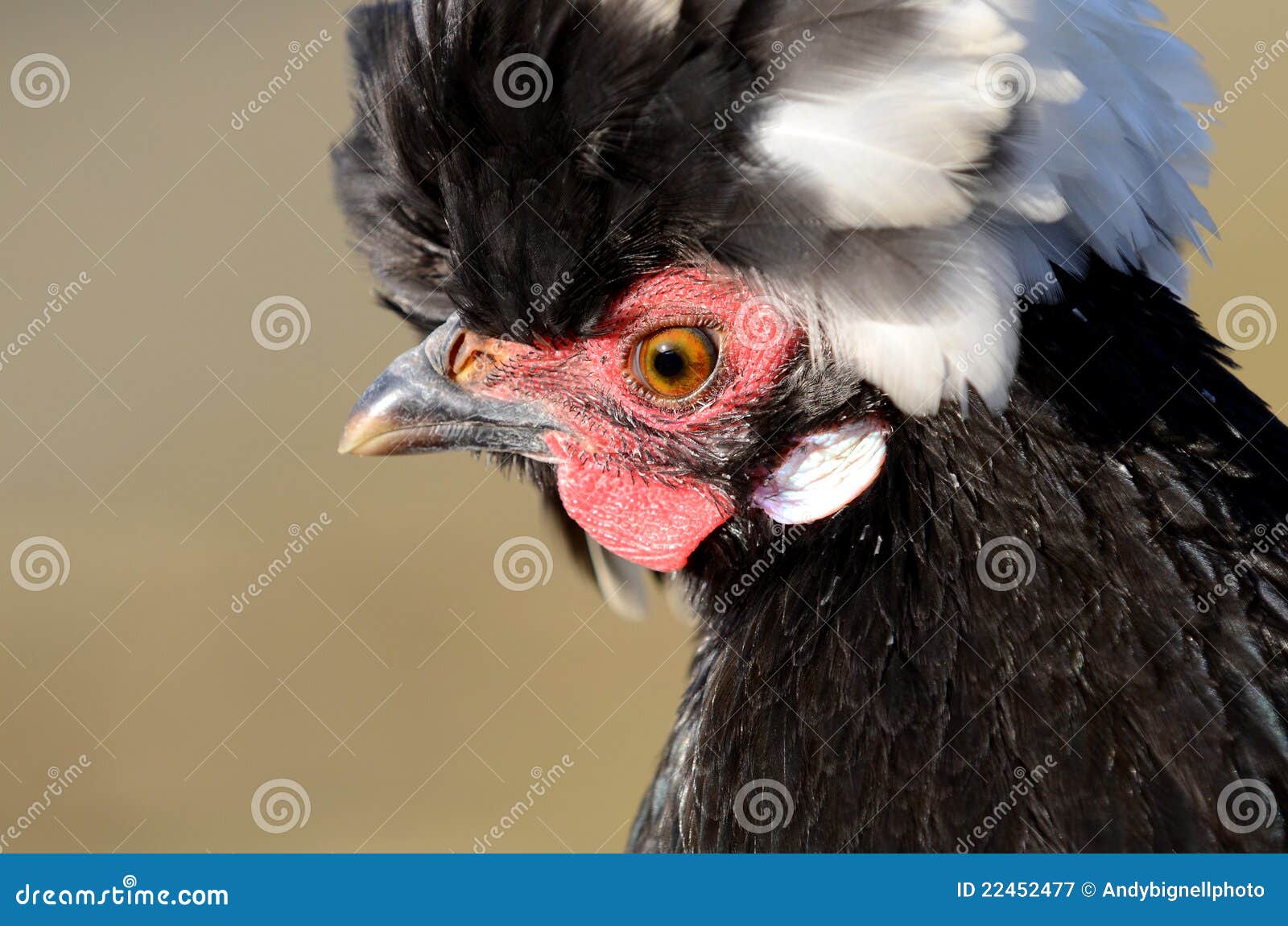 Het Gevogelte van Plumed stock afbeelding. Image of eieren - 22452477