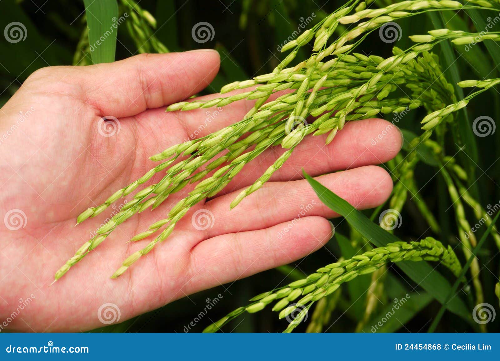 Het Gewas van de rijst stock foto. Image of padie, cultiveer - 24454868