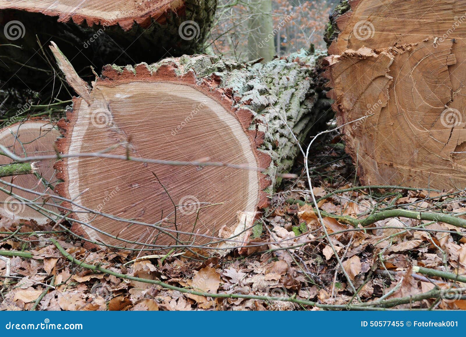 Het Gezaagde Eiken Hout Van De Boomboomstam Stock Afbeelding - Image of ...